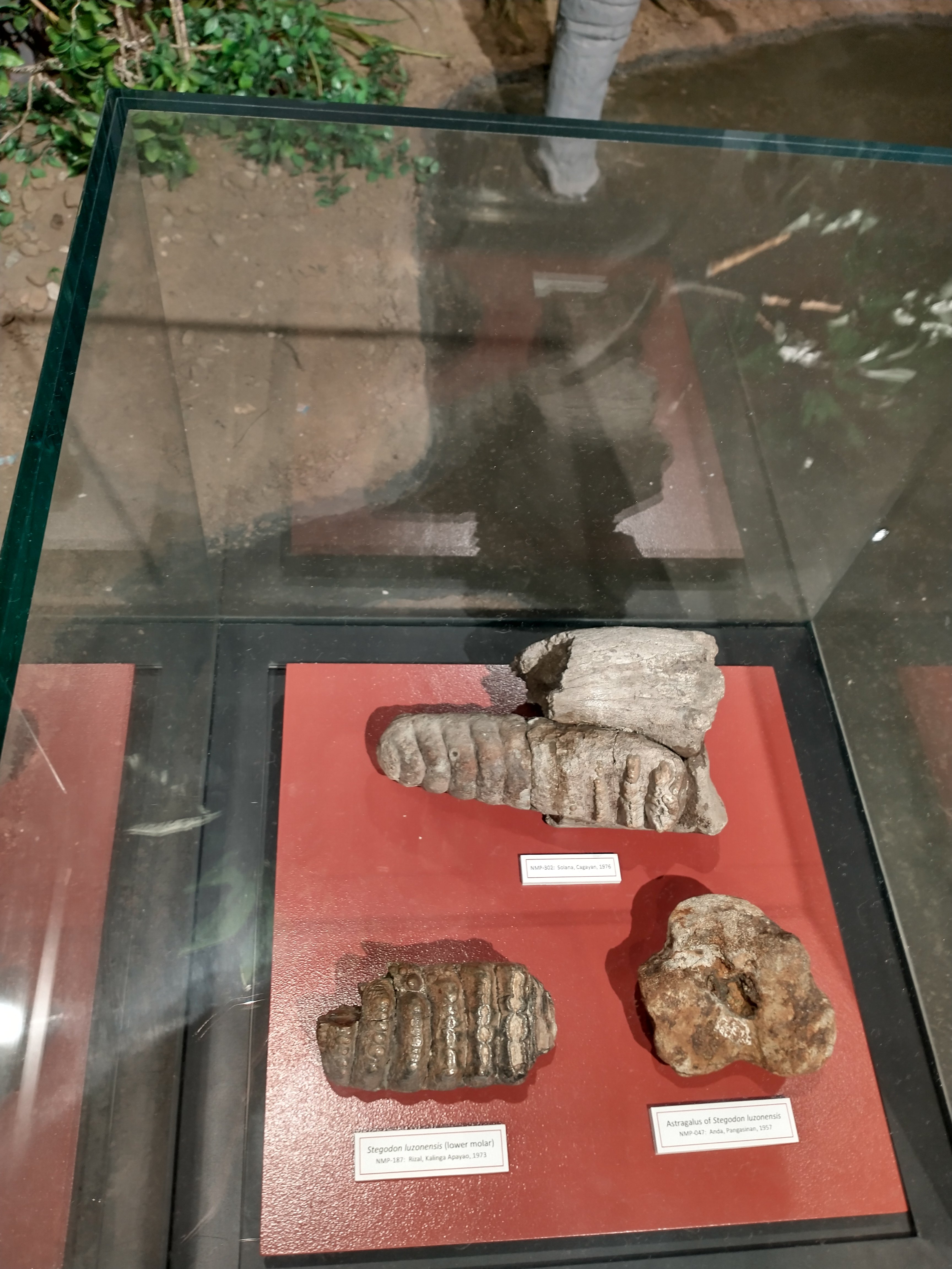 Filipino Fossils of the National Museum of Natural History, Manila ...