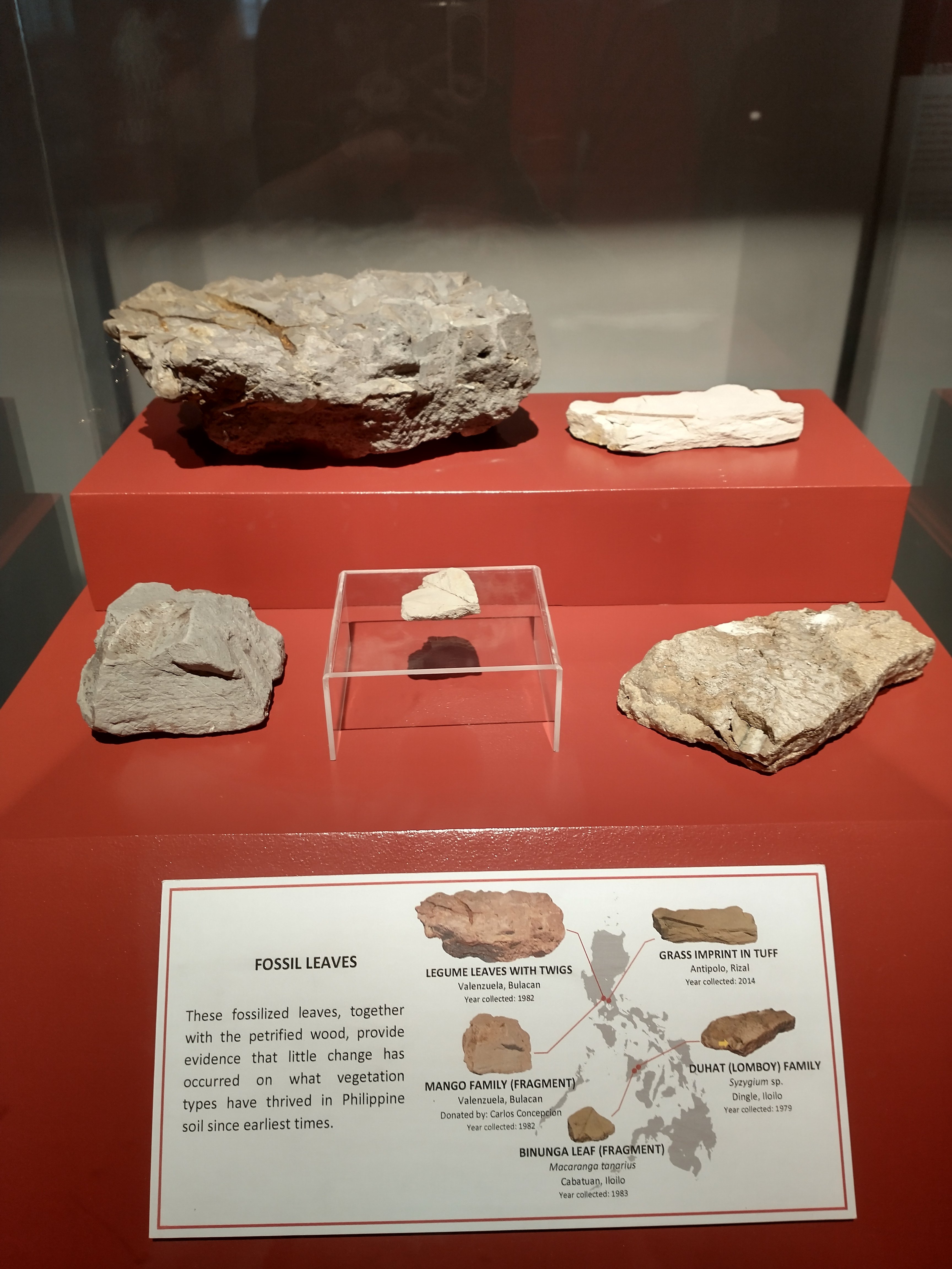 Filipino Fossils of the National Museum of Natural History, Manila ...