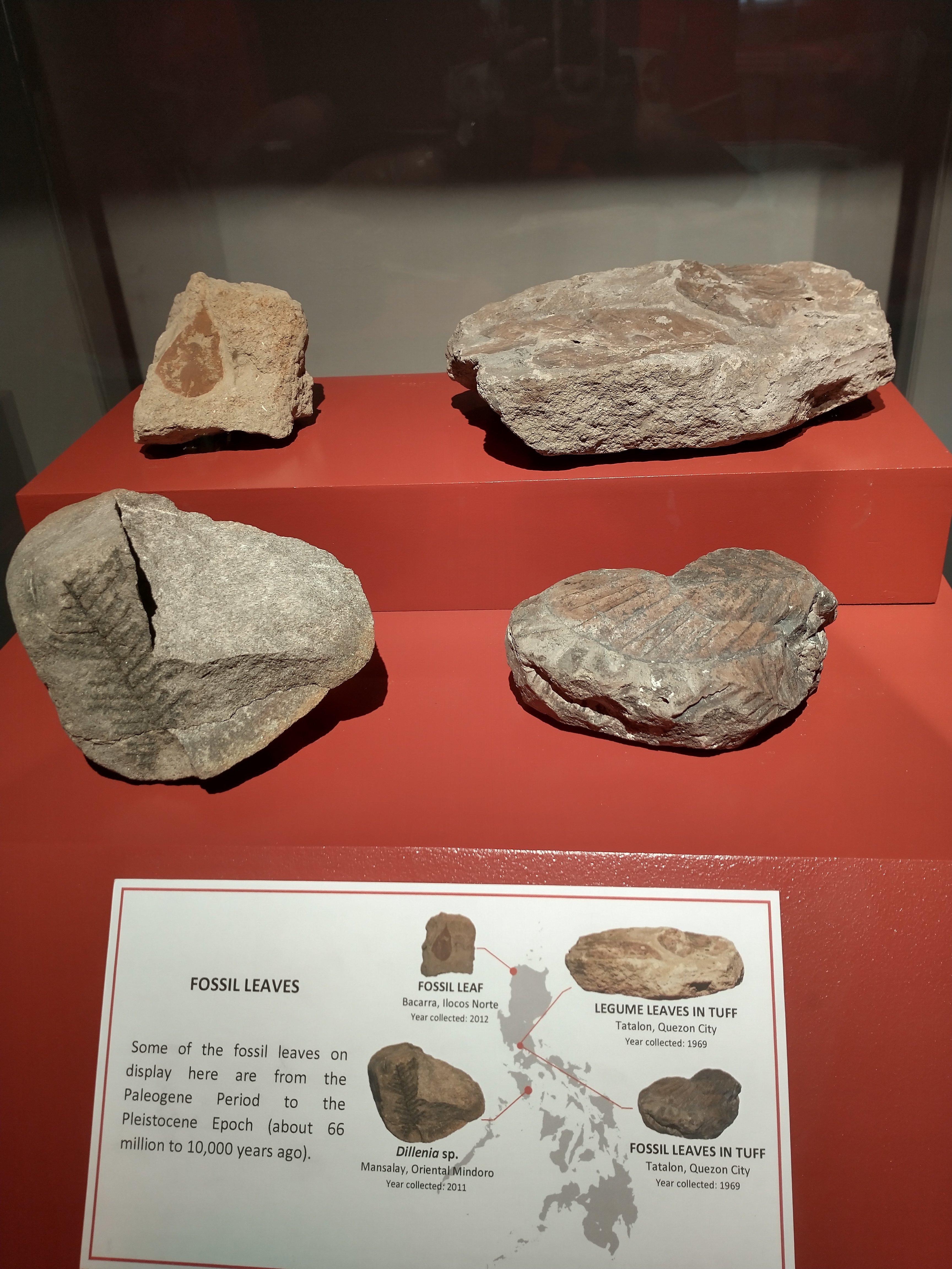 Filipino Fossils of the National Museum of Natural History, Manila ...