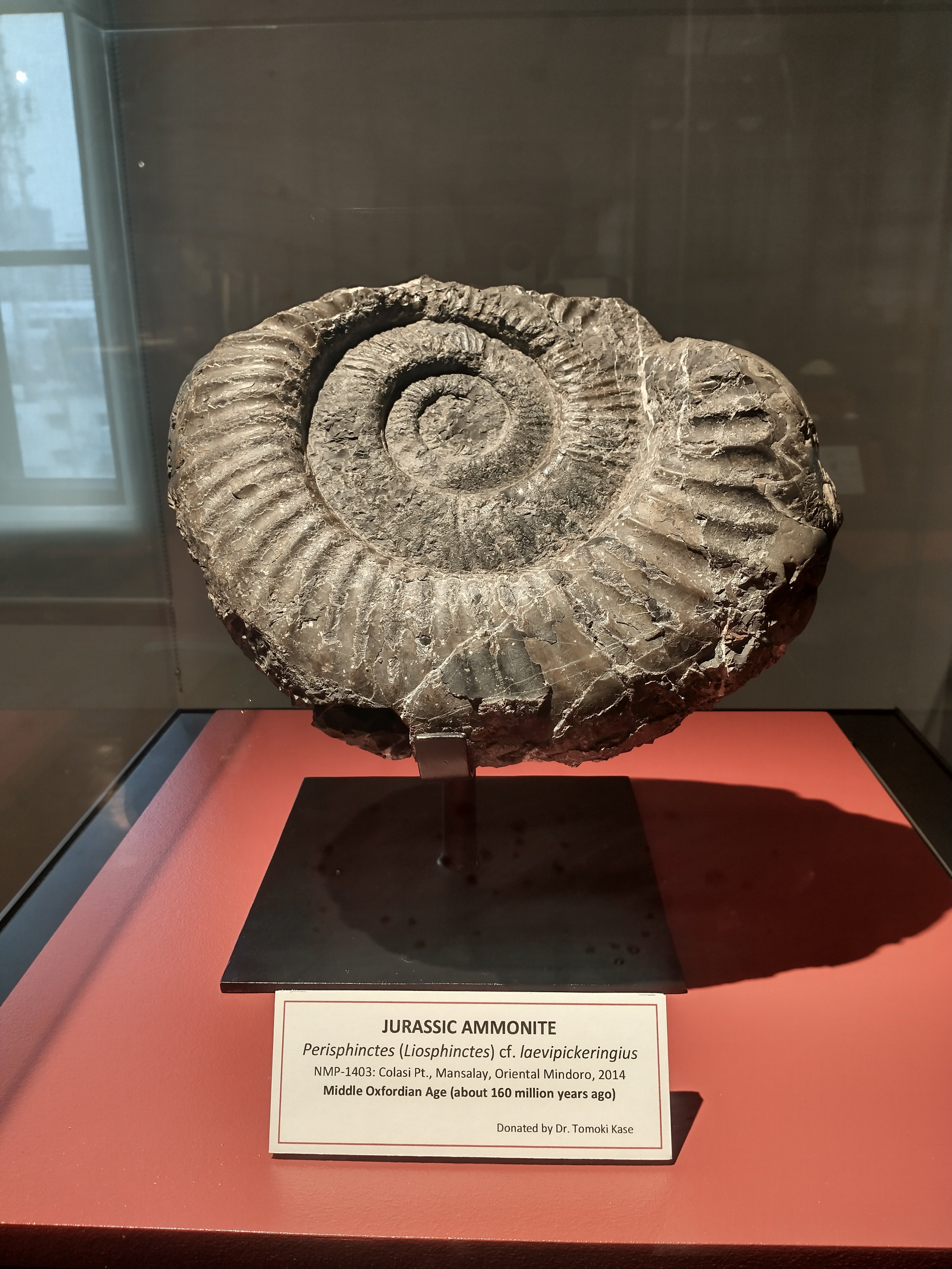 Filipino Fossils of the National Museum of Natural History, Manila ...
