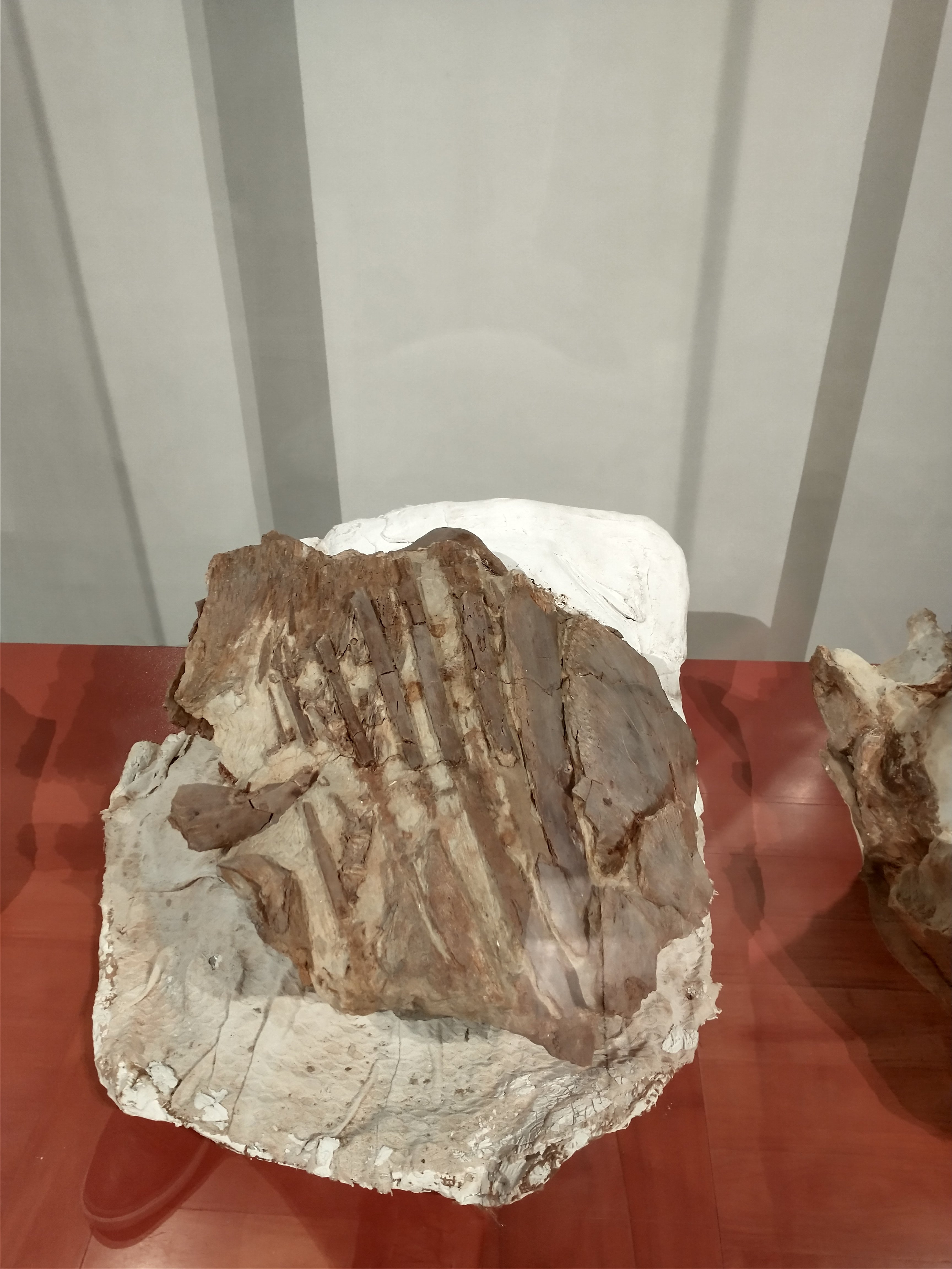 Filipino Fossils of the National Museum of Natural History, Manila ...