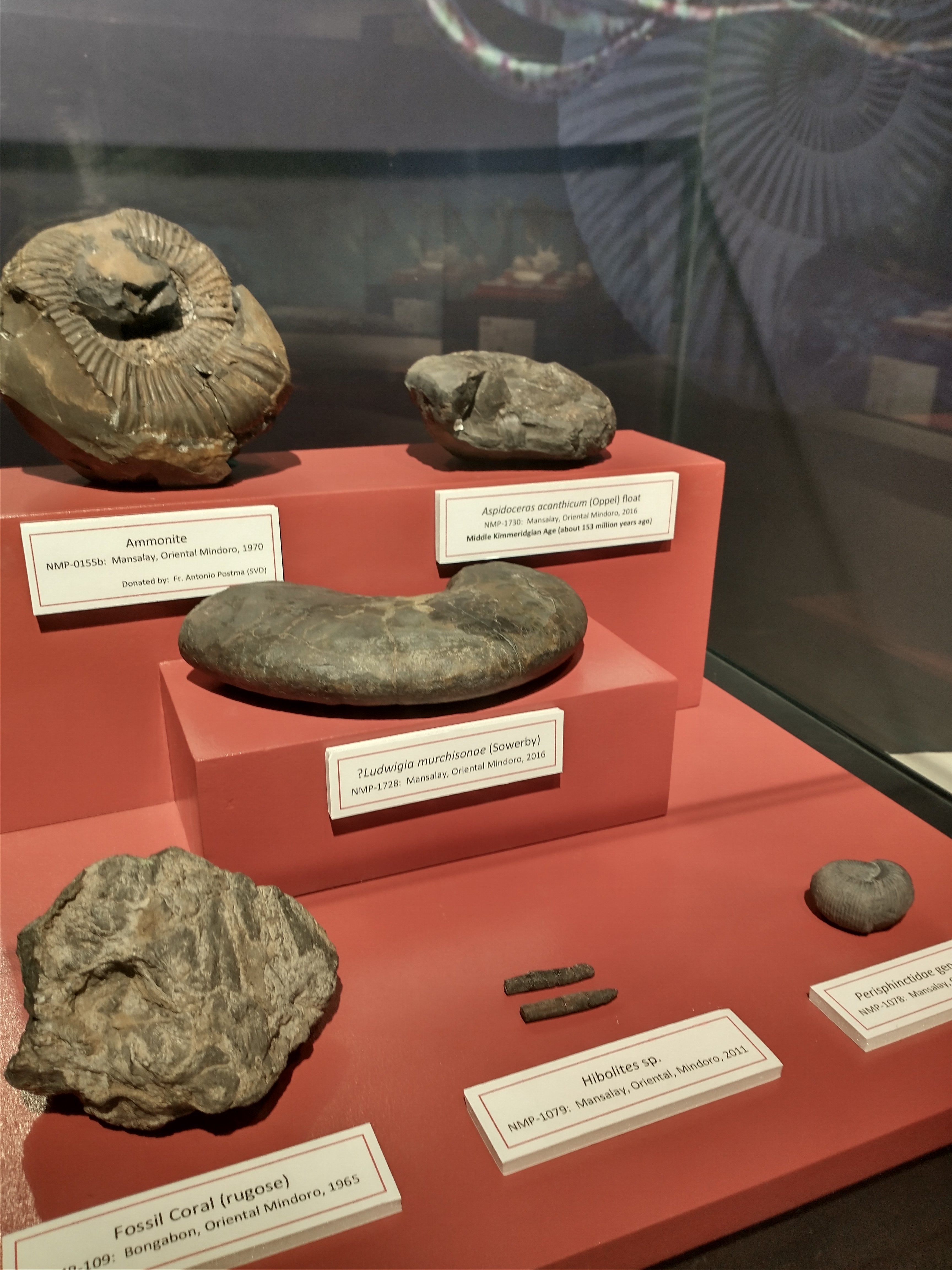Filipino Fossils of the National Museum of Natural History, Manila ...