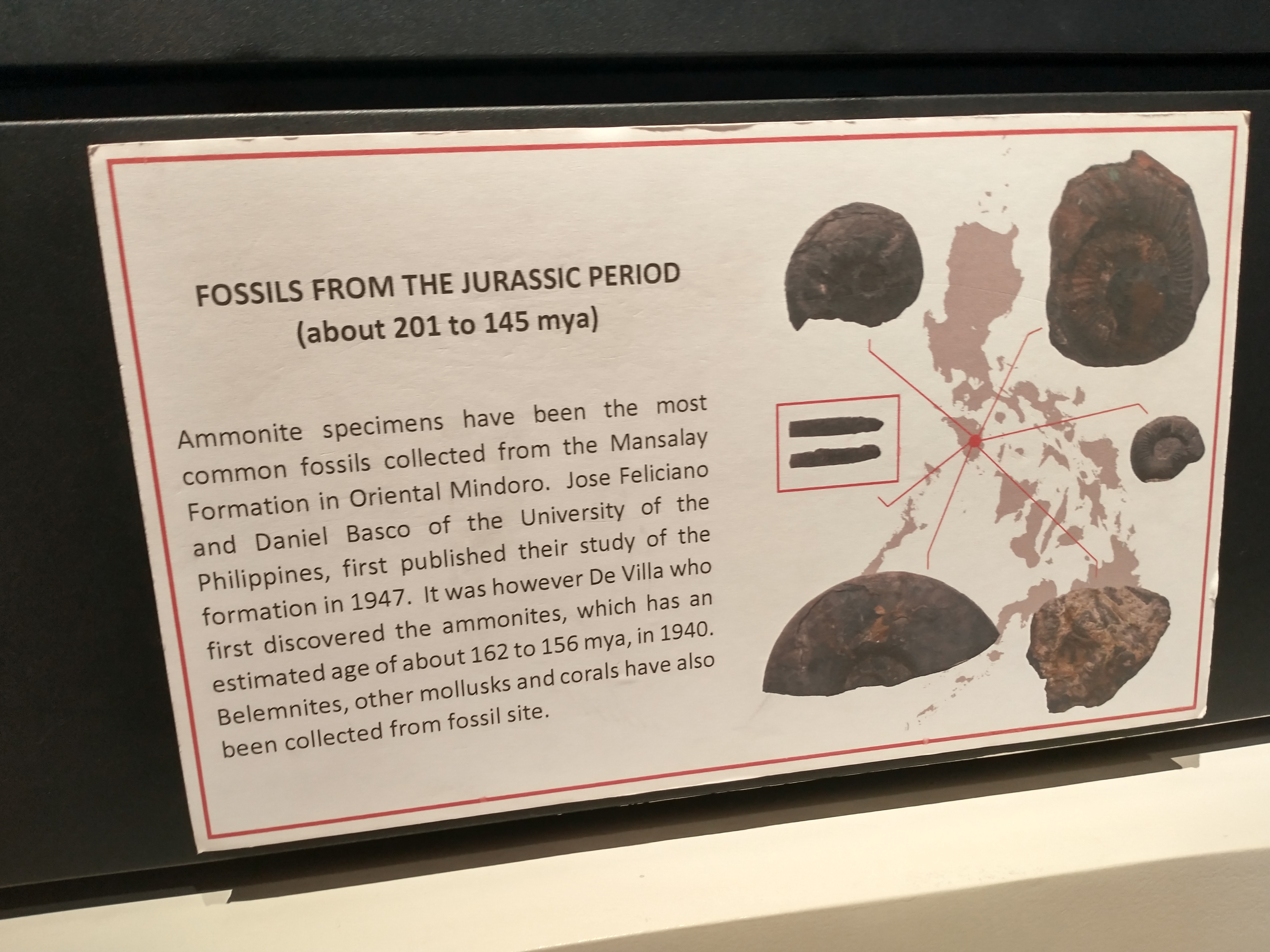 Filipino Fossils of the National Museum of Natural History, Manila ...