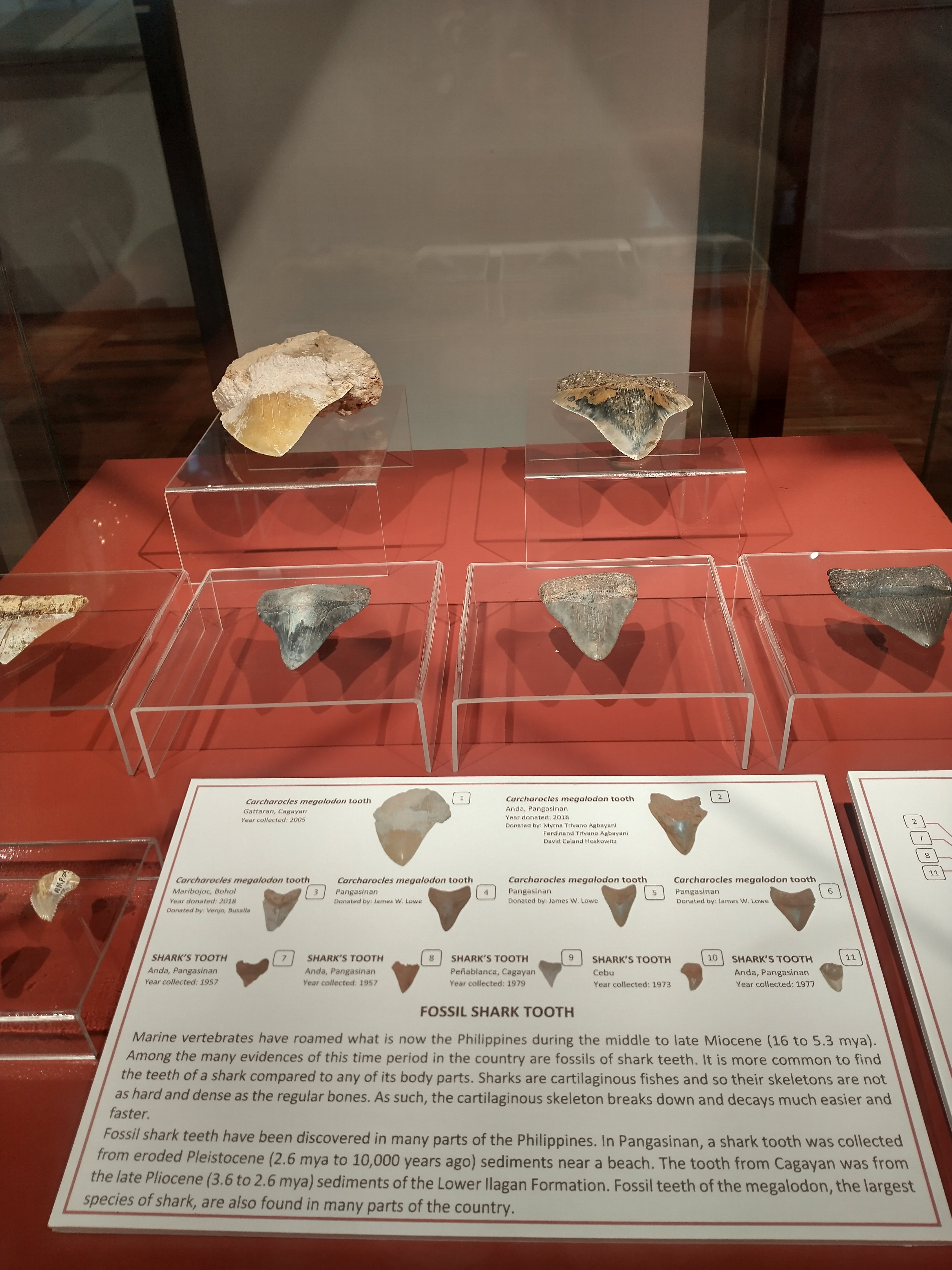Filipino Fossils of the National Museum of Natural History, Manila ...