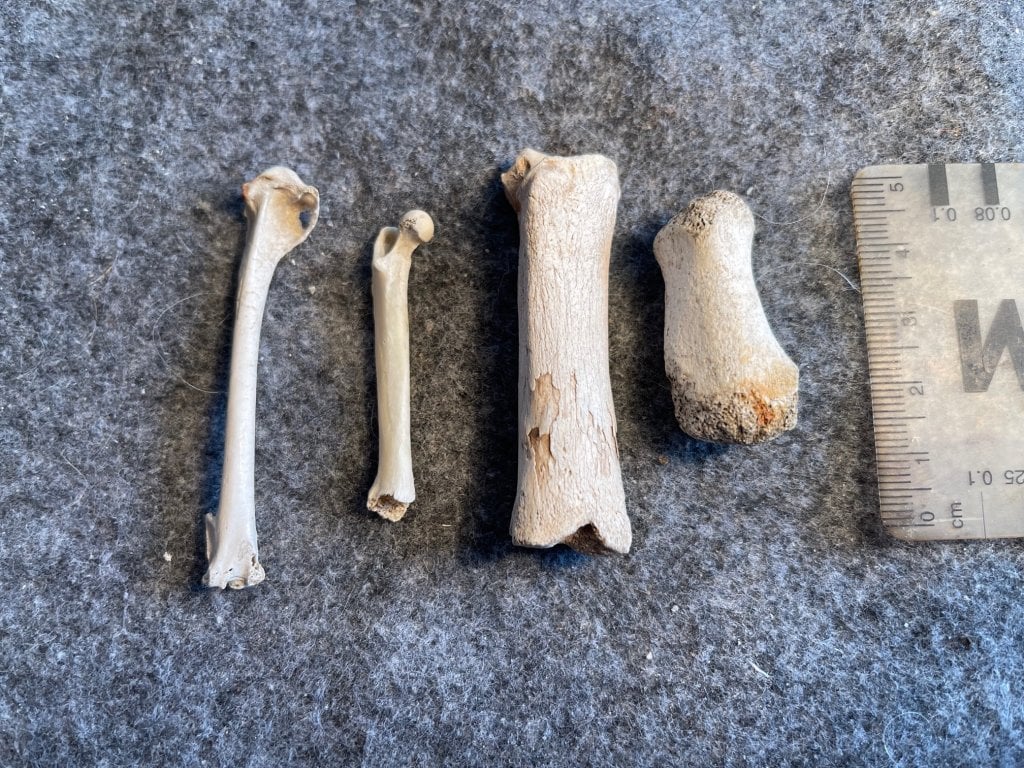 Hawaii Fossil Trip-- Oahu Pleistocene - Fossil Hunting Trips - The ...