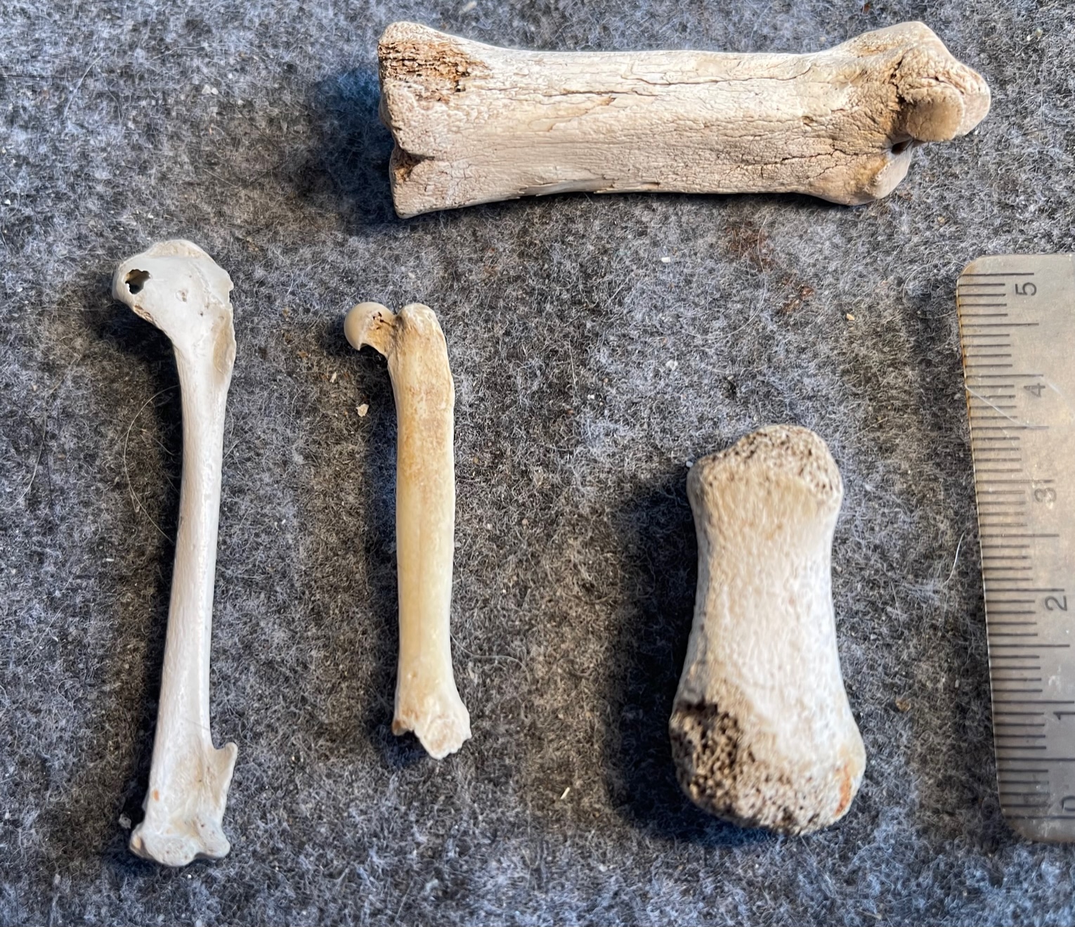 Hawaii Fossil Trip-- Oahu Pleistocene - Fossil Hunting Trips - The ...