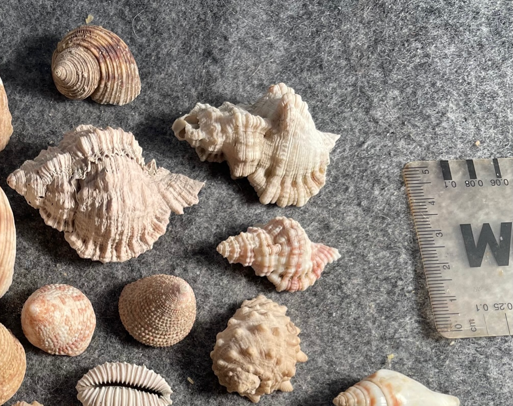 Hawaii Fossil Trip-- Oahu Pleistocene, Part II: Gastropods & Echinoids ...