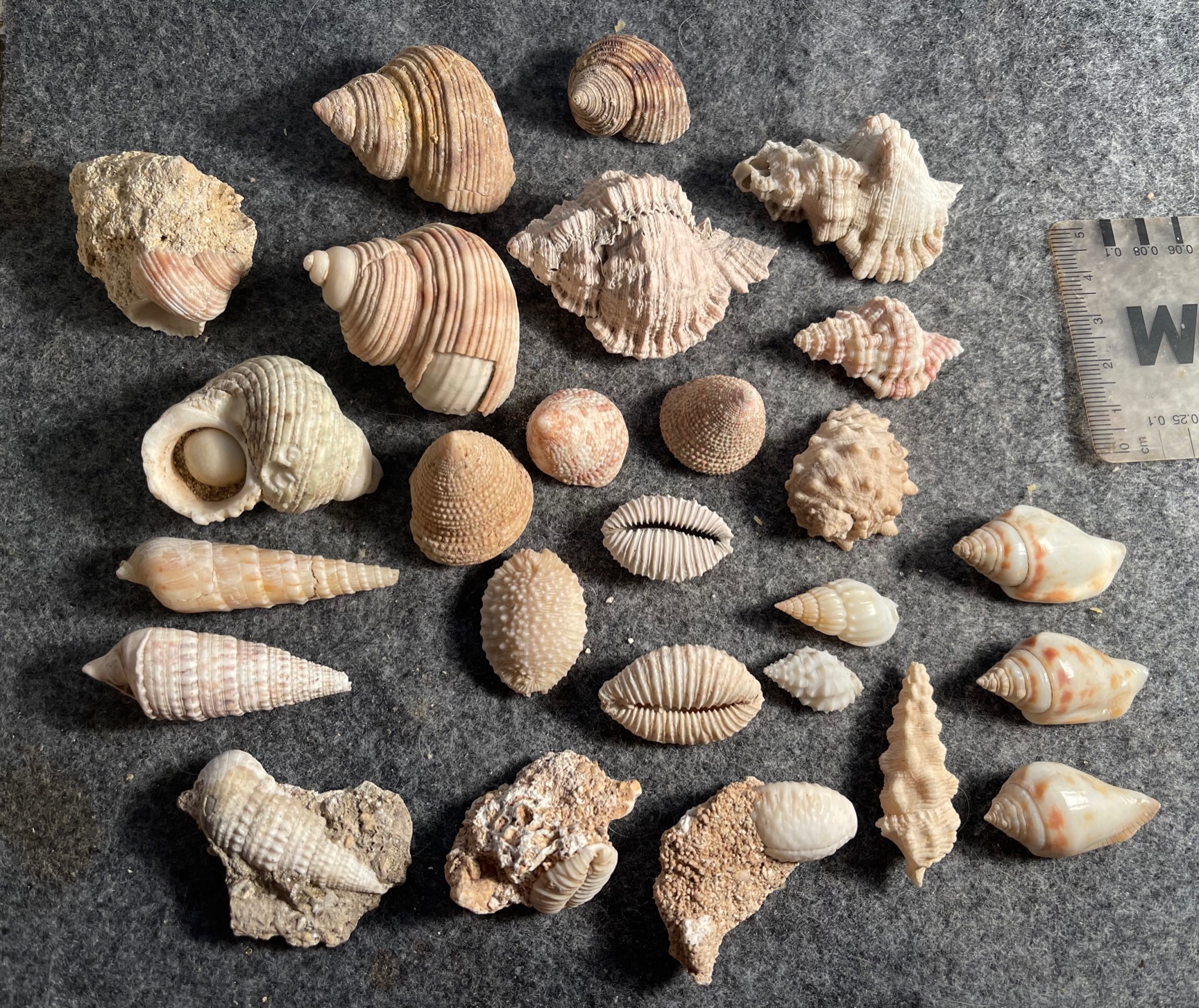 Hawaii Fossil Trip-- Oahu Pleistocene, Part II: Gastropods & Echinoids ...