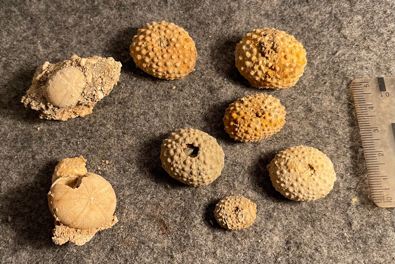 Hawaii Fossil Trip-- Oahu Pleistocene, Part II: Gastropods & Echinoids ...