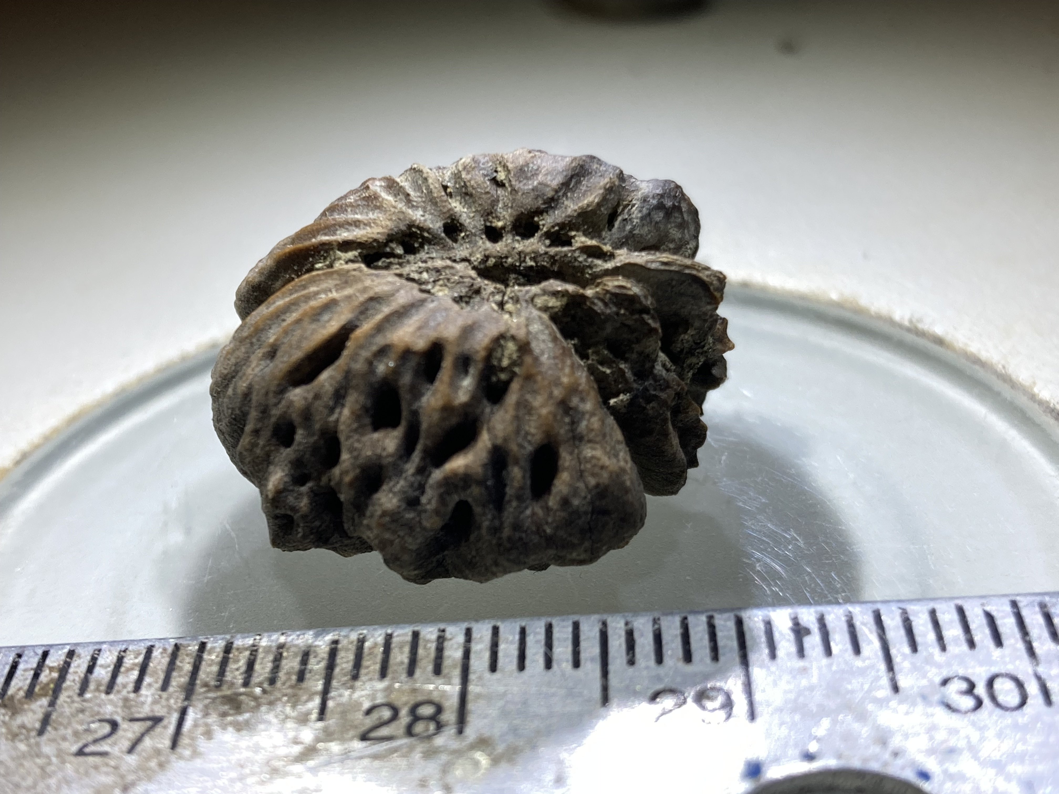 seed pod - Fossil ID - The Fossil Forum