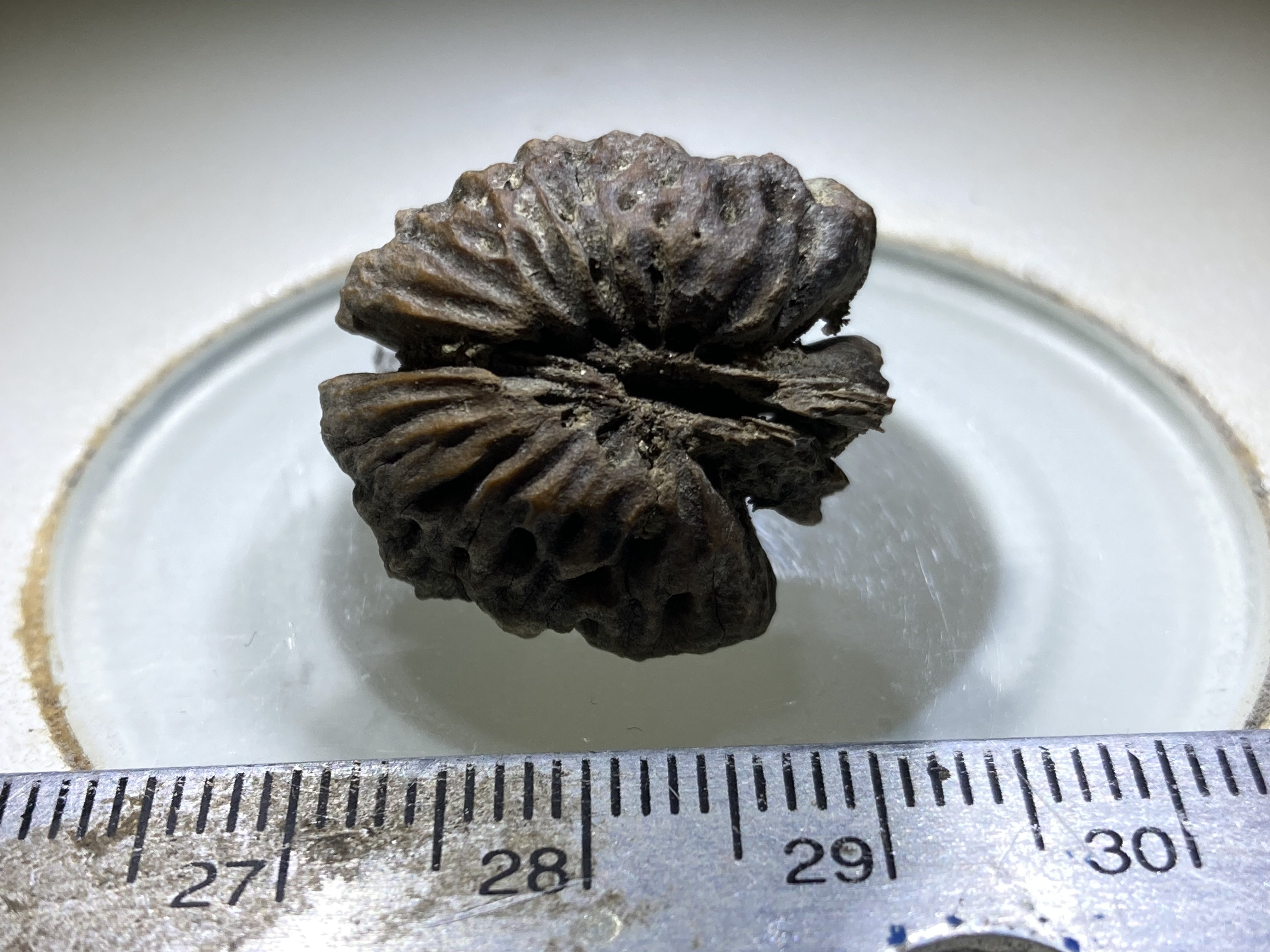 seed pod - Fossil ID - The Fossil Forum