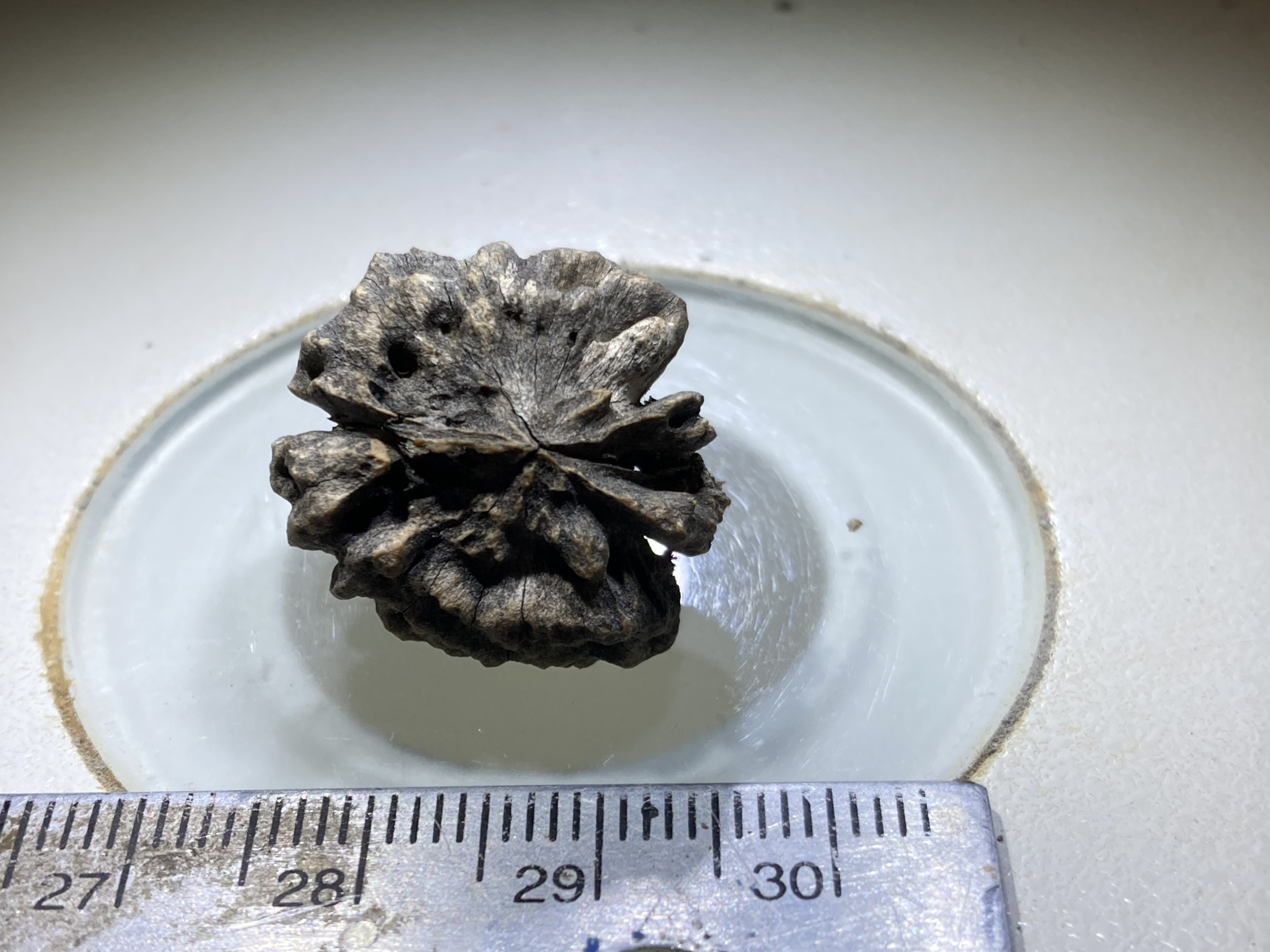 seed pod - Fossil ID - The Fossil Forum