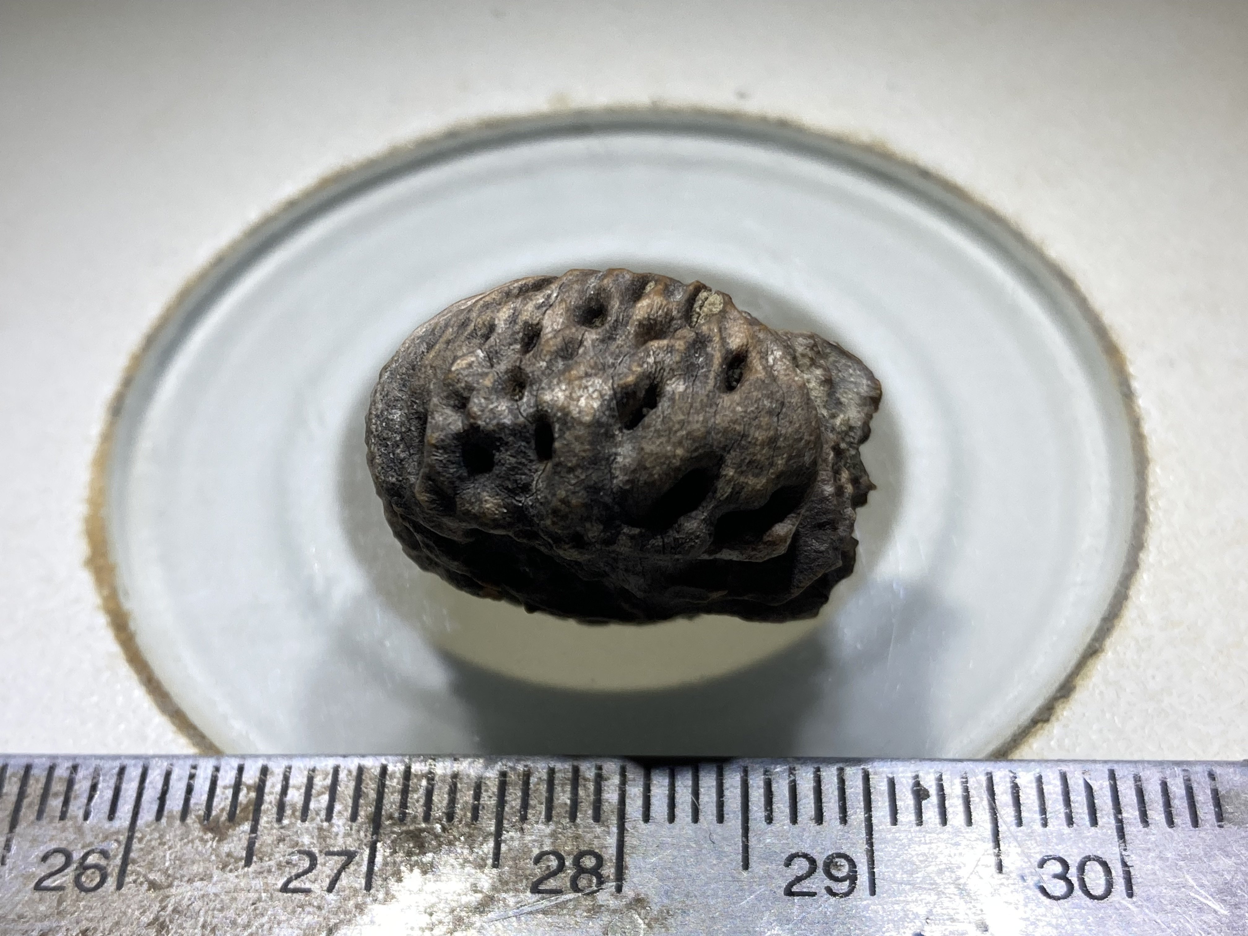 seed pod - Fossil ID - The Fossil Forum