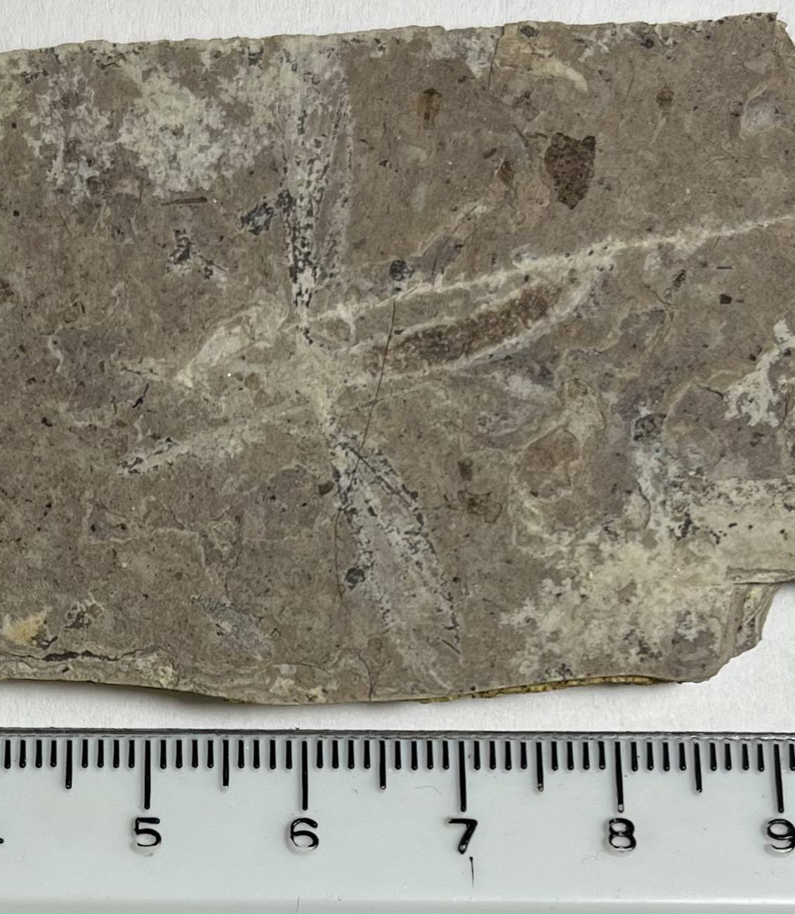 Fossil Insects from the Eocene Florissant Fossil Beds (Teller Co ...