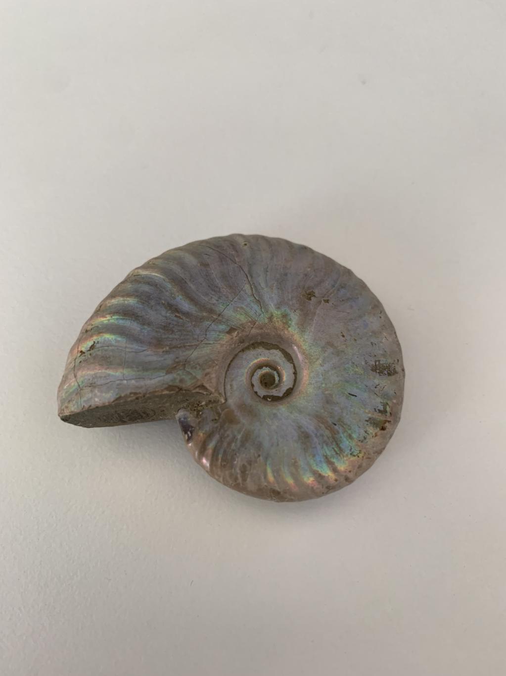 Is this ammonite real or fake? - Is It Real? How to Recognize Fossil ...