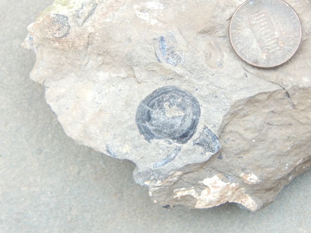 Searching for Orbiculoidia - Fossil Hunting Trips - The Fossil Forum