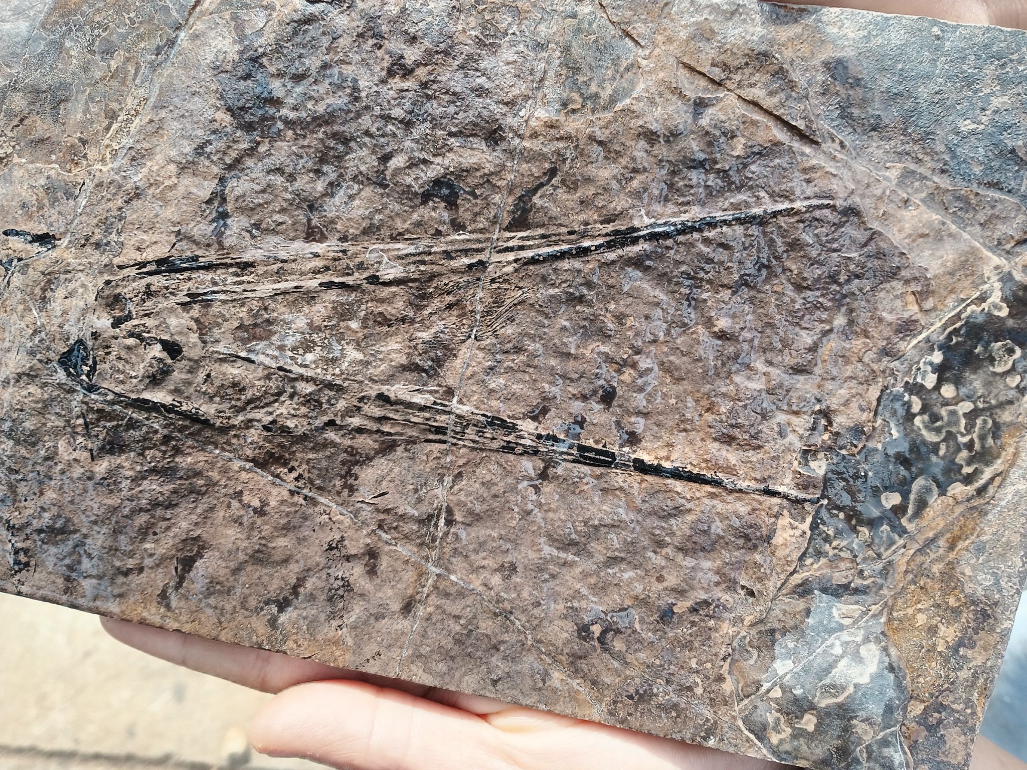 Saurichthys eating a coelacanth? - Fossil ID - The Fossil Forum