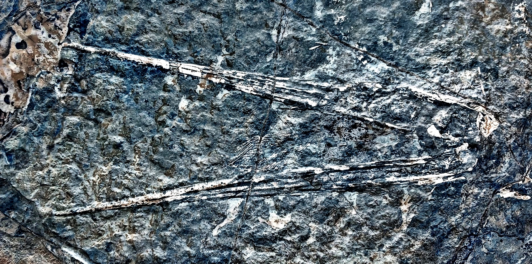Saurichthys eating a coelacanth? - Fossil ID - The Fossil Forum