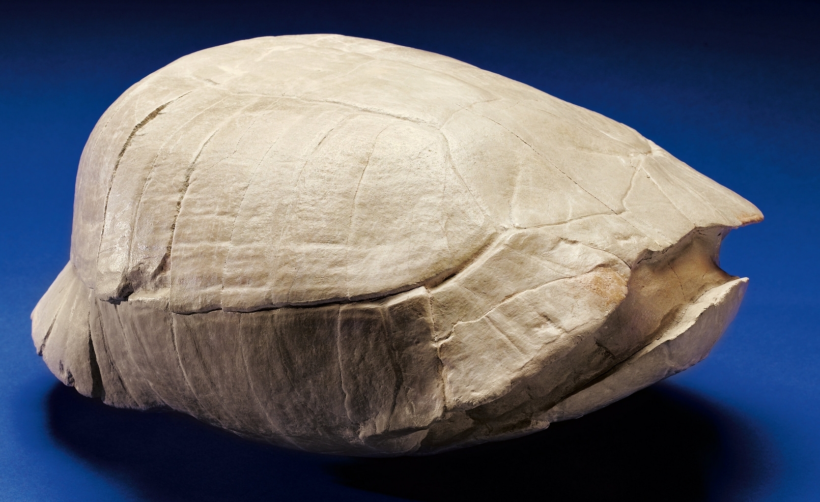 Turtle shell mineralization corundum - General Fossil Discussion - The ...