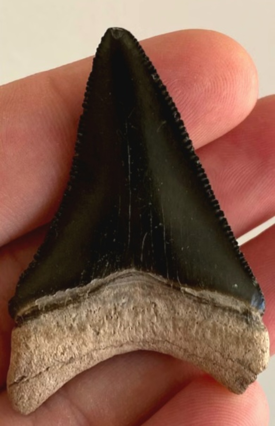 Small megalodon tooth - Is It Real? How to Recognize Fossil ...