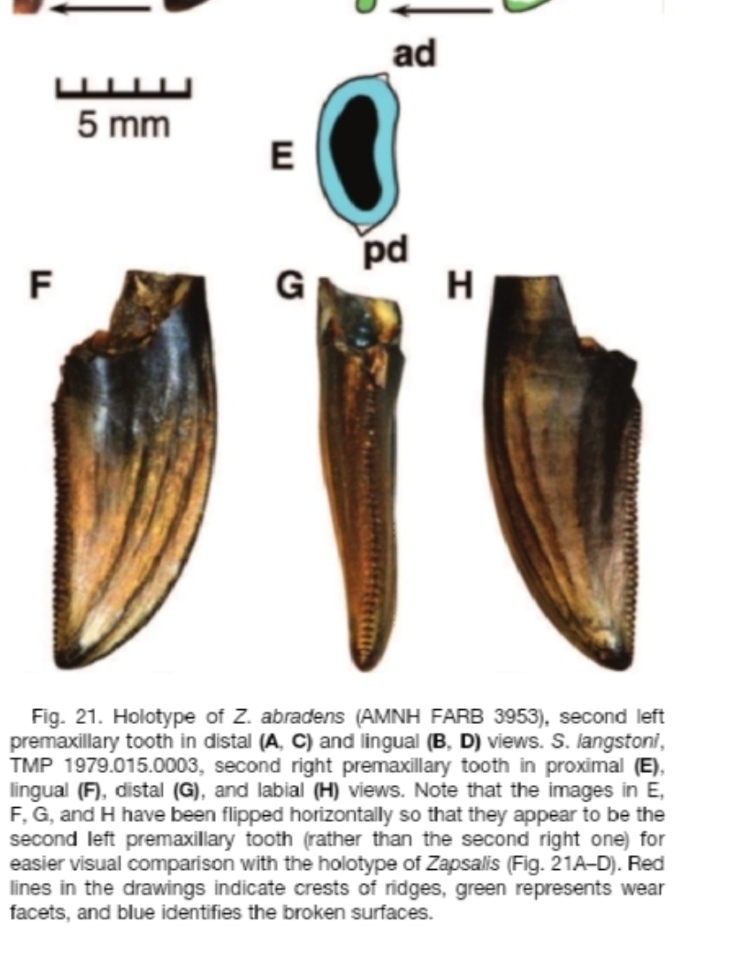 Saurornithelestes 2nd premax? - Fossil ID - The Fossil Forum