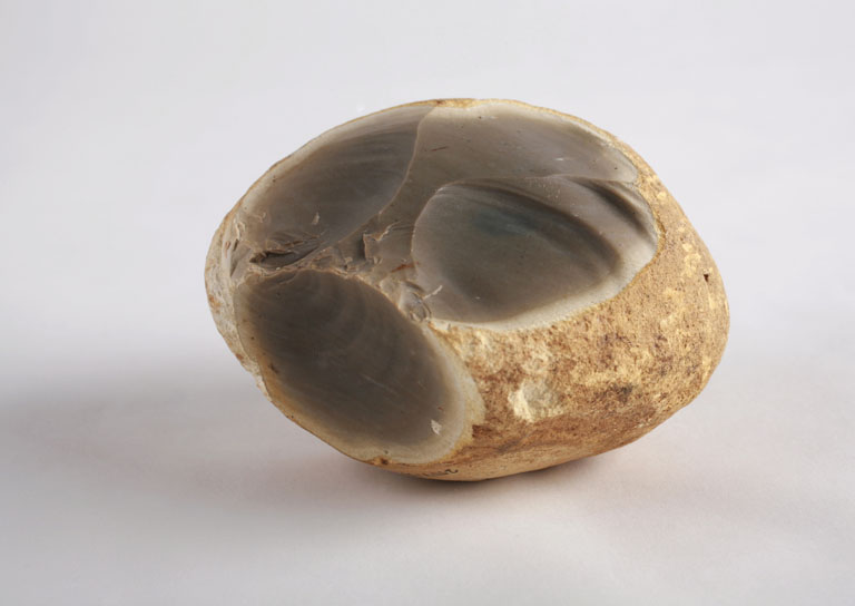 Any ideas? - Fossil ID - The Fossil Forum