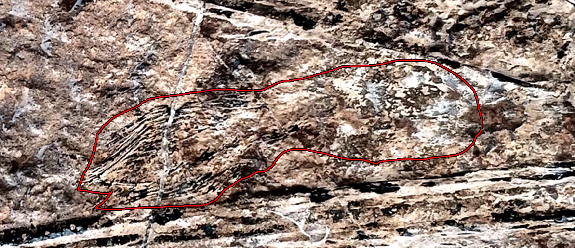Saurichthys eating a coelacanth? - Fossil ID - The Fossil Forum