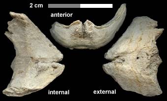 Hawaii Fossil Trip-- Oahu Pleistocene - Fossil Hunting Trips - The ...