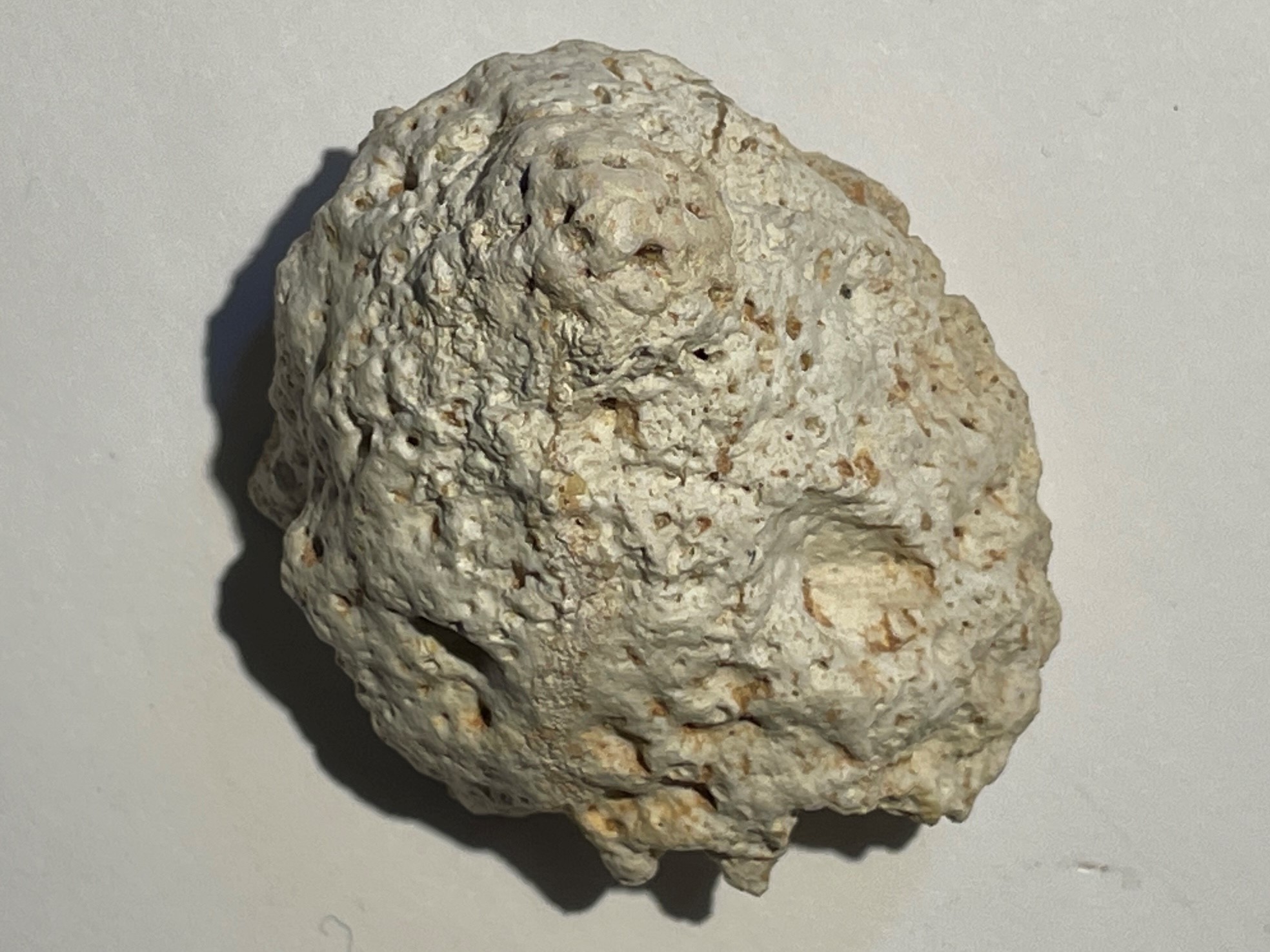 Osteoderm - Fossil ID - The Fossil Forum