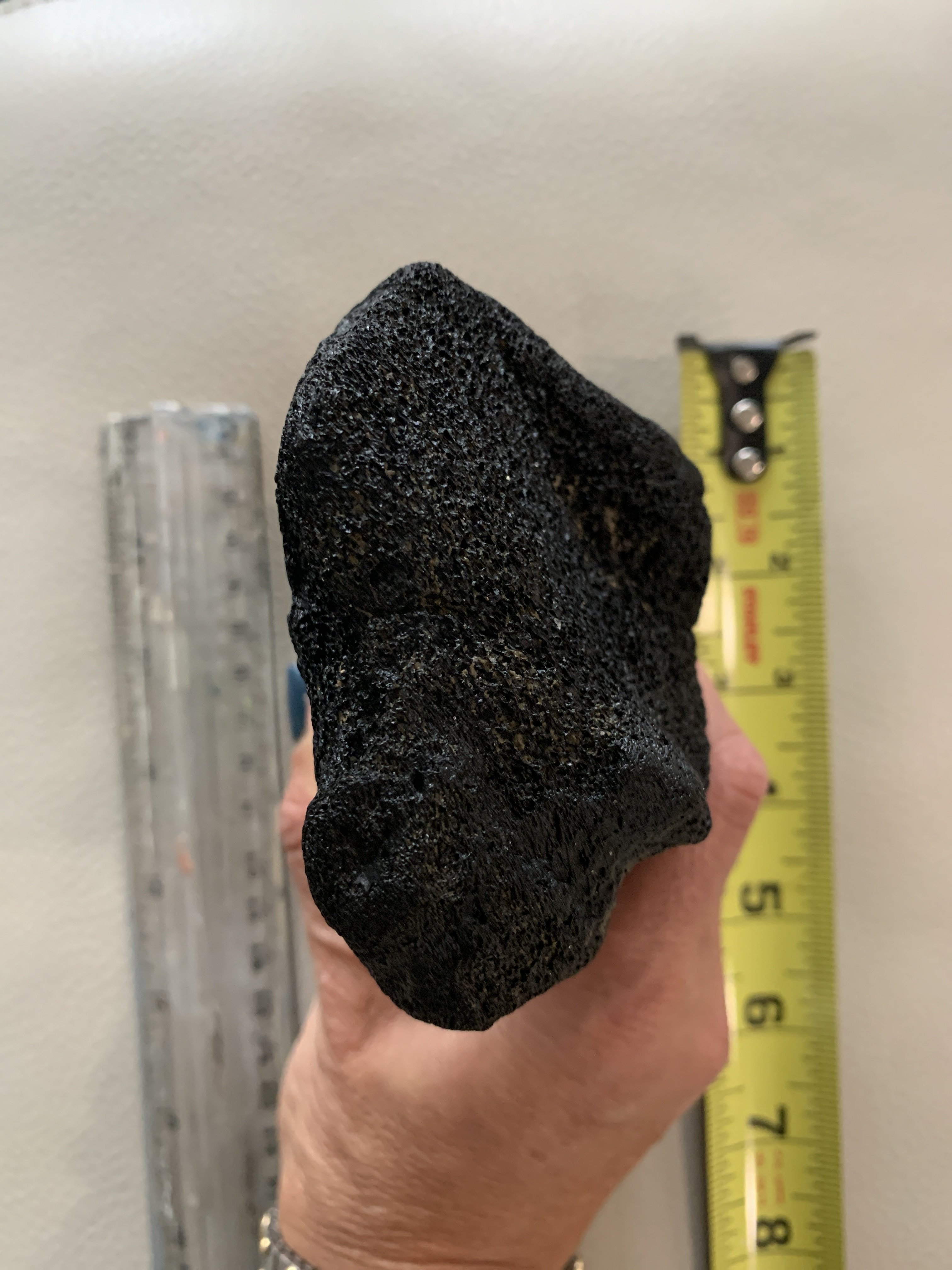 Florida beach bone - Fossil ID - The Fossil Forum