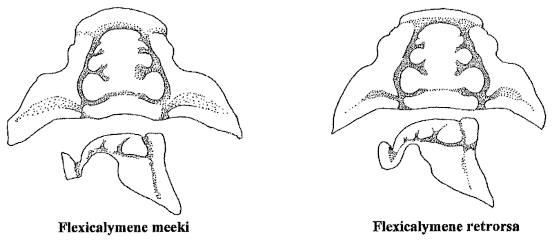 Flexicalymene meeki vs retrosa - Questions & Answers - The Fossil Forum