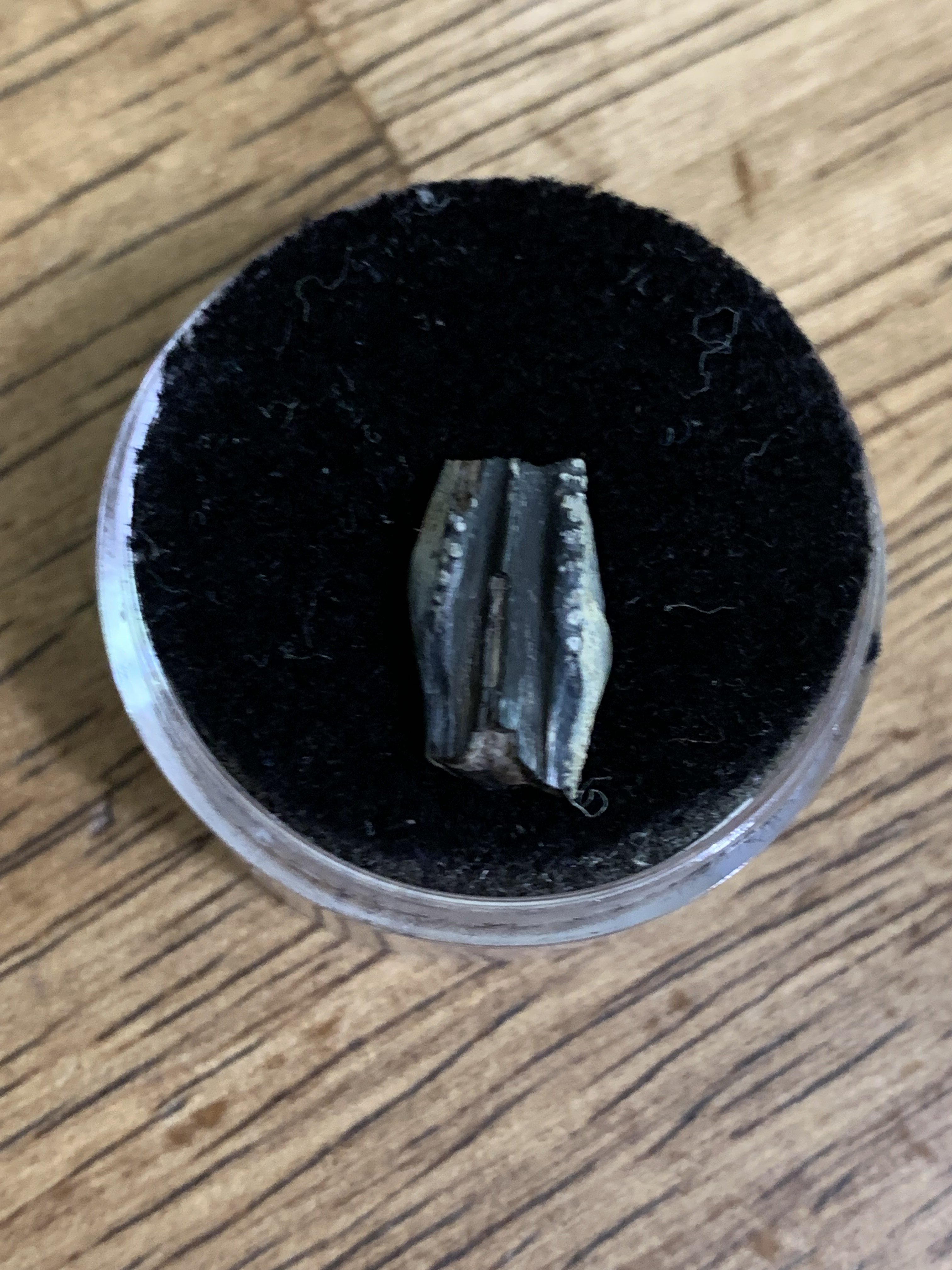 True Fossil Identity - Fossil ID - The Fossil Forum