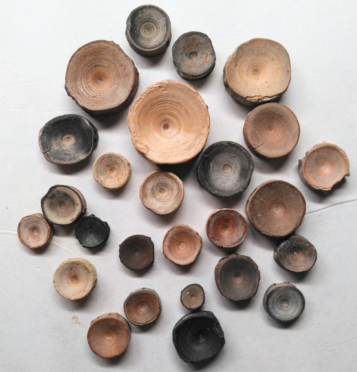 Various shark vertebrae - South Carolina - The Fossil Forum