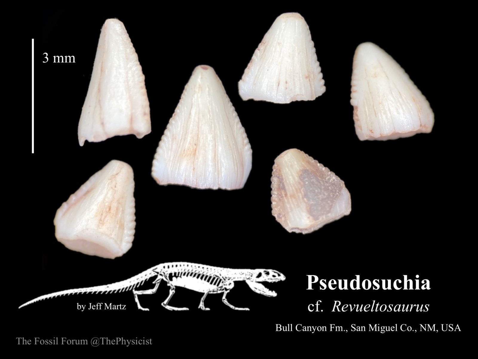 Revueltosaurus teeth - Member Collections - The Fossil Forum