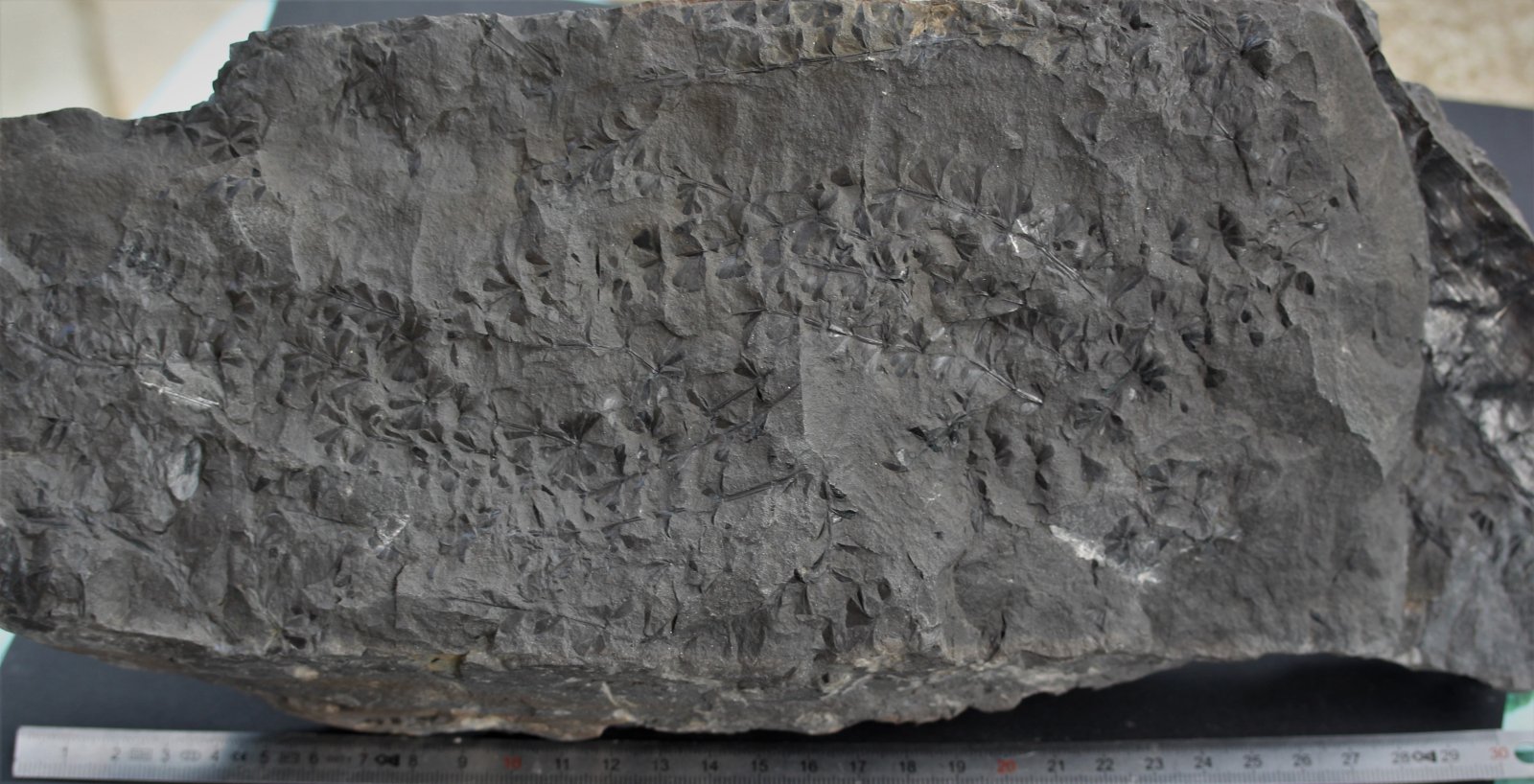 Annularia sphenophylloides leaf whorls - Upper Carboniferous ...