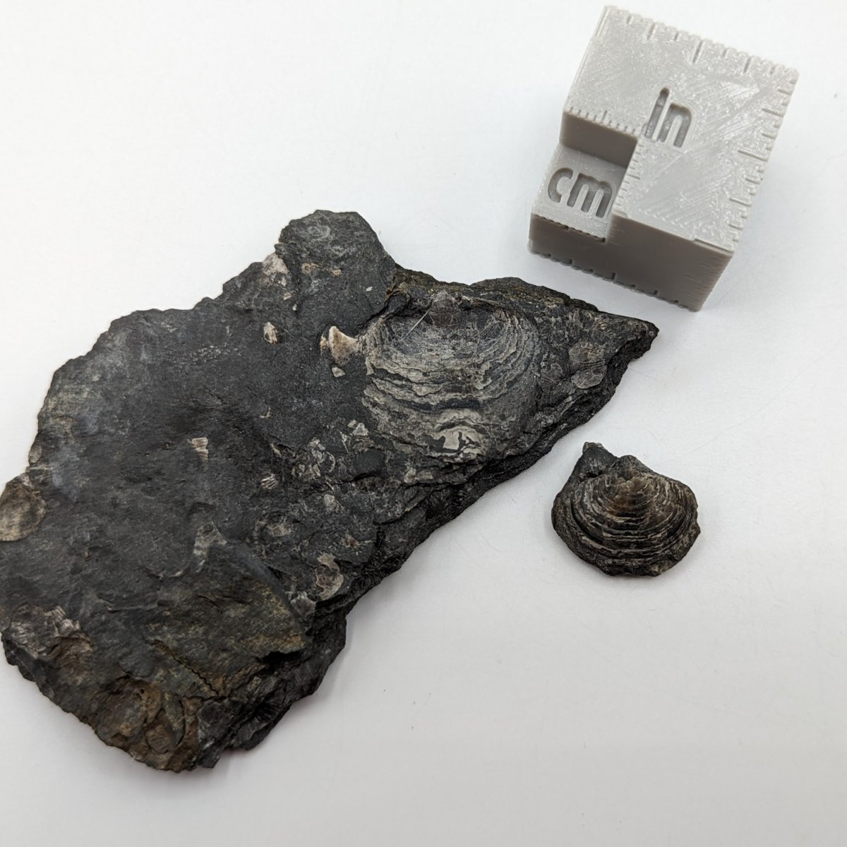 Athyris spiriferoides - Member Collections - The Fossil Forum