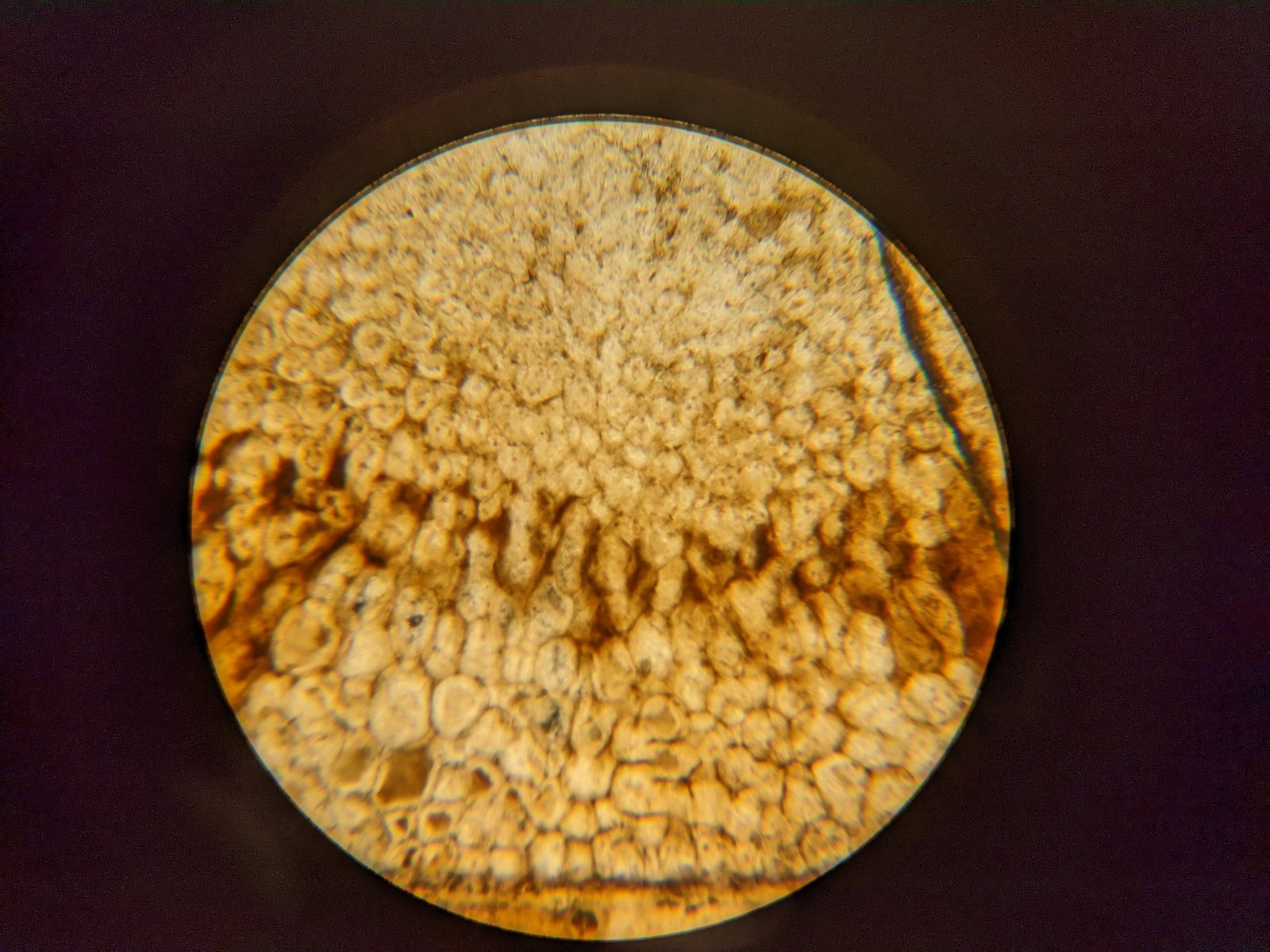 Glomites rhyniensis hyphae in Aglaophyton major cortex - Member ...
