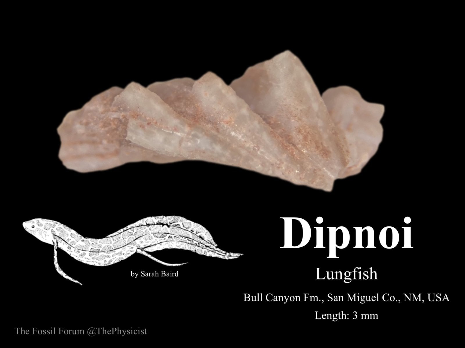 Lungfish tooth plate - Member Collections - The Fossil Forum