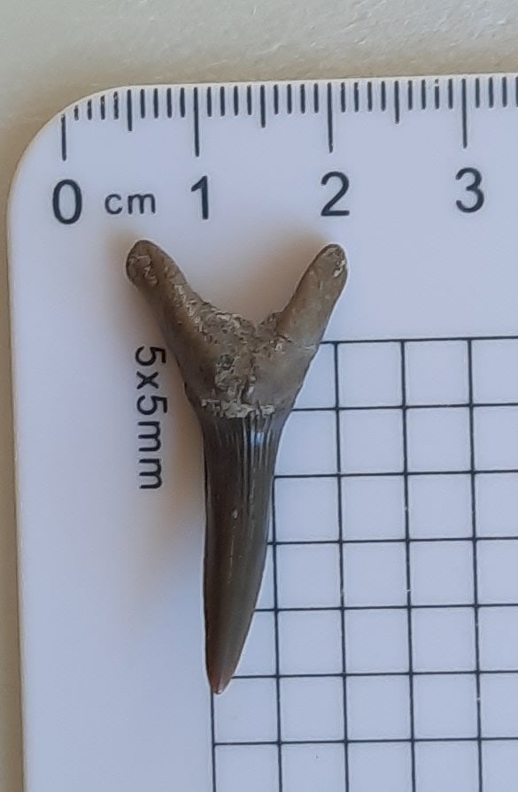 Tooth - Member Collections - The Fossil Forum