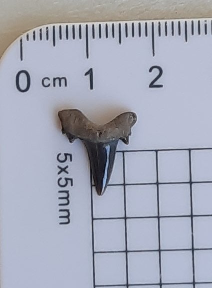 Tooth - Member Collections - The Fossil Forum