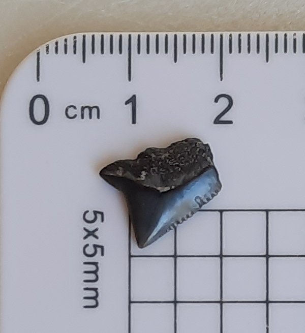 Tooth - Member Collections - The Fossil Forum
