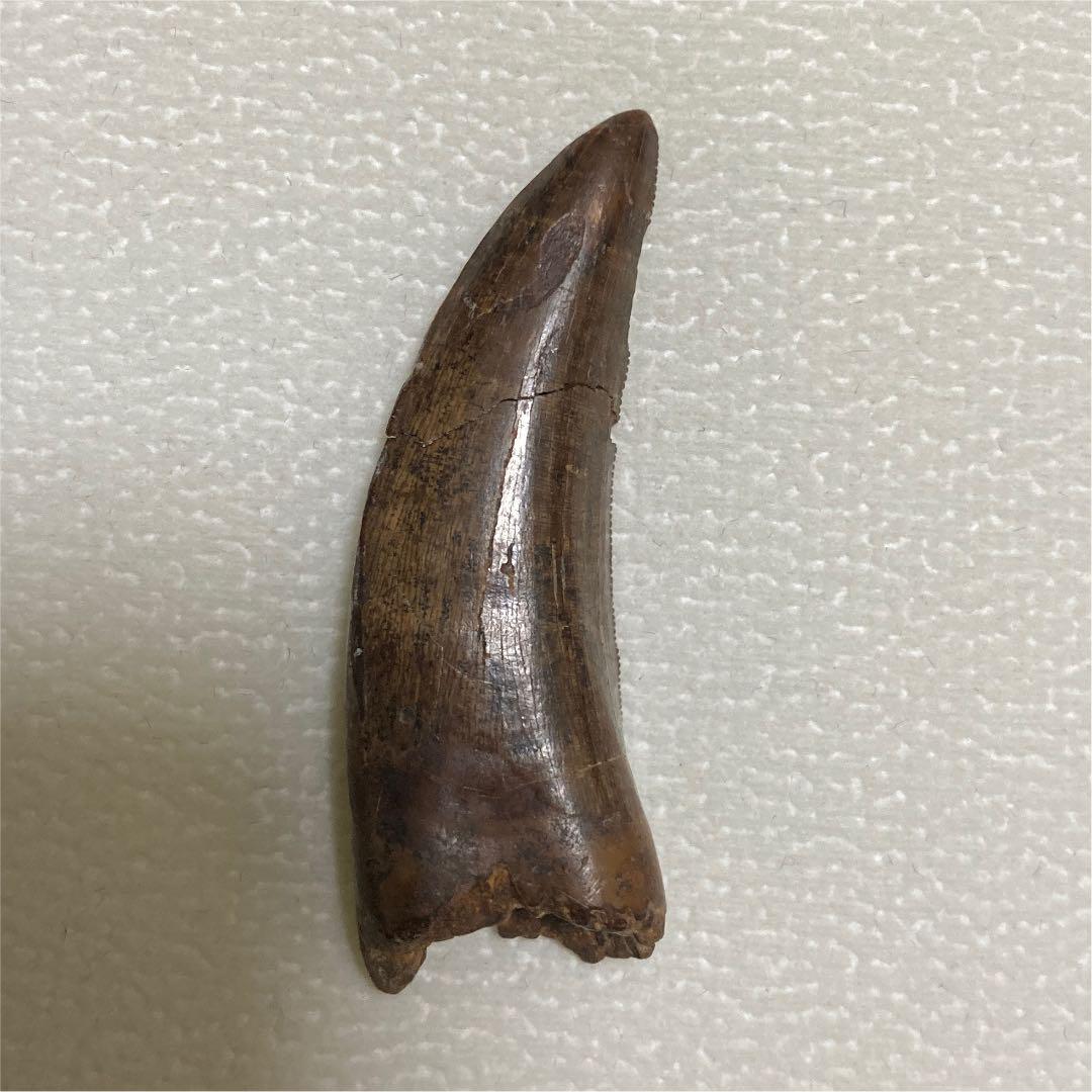 Is this a Gorgosaurus tooth? - Fossil ID - The Fossil Forum