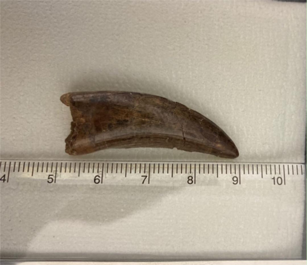 Is this a Gorgosaurus tooth? - Fossil ID - The Fossil Forum
