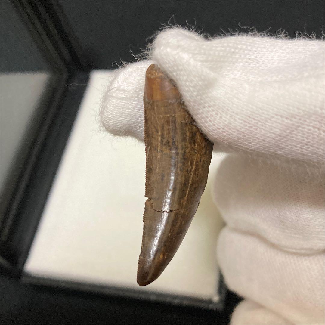 Is this a Gorgosaurus tooth? - Fossil ID - The Fossil Forum
