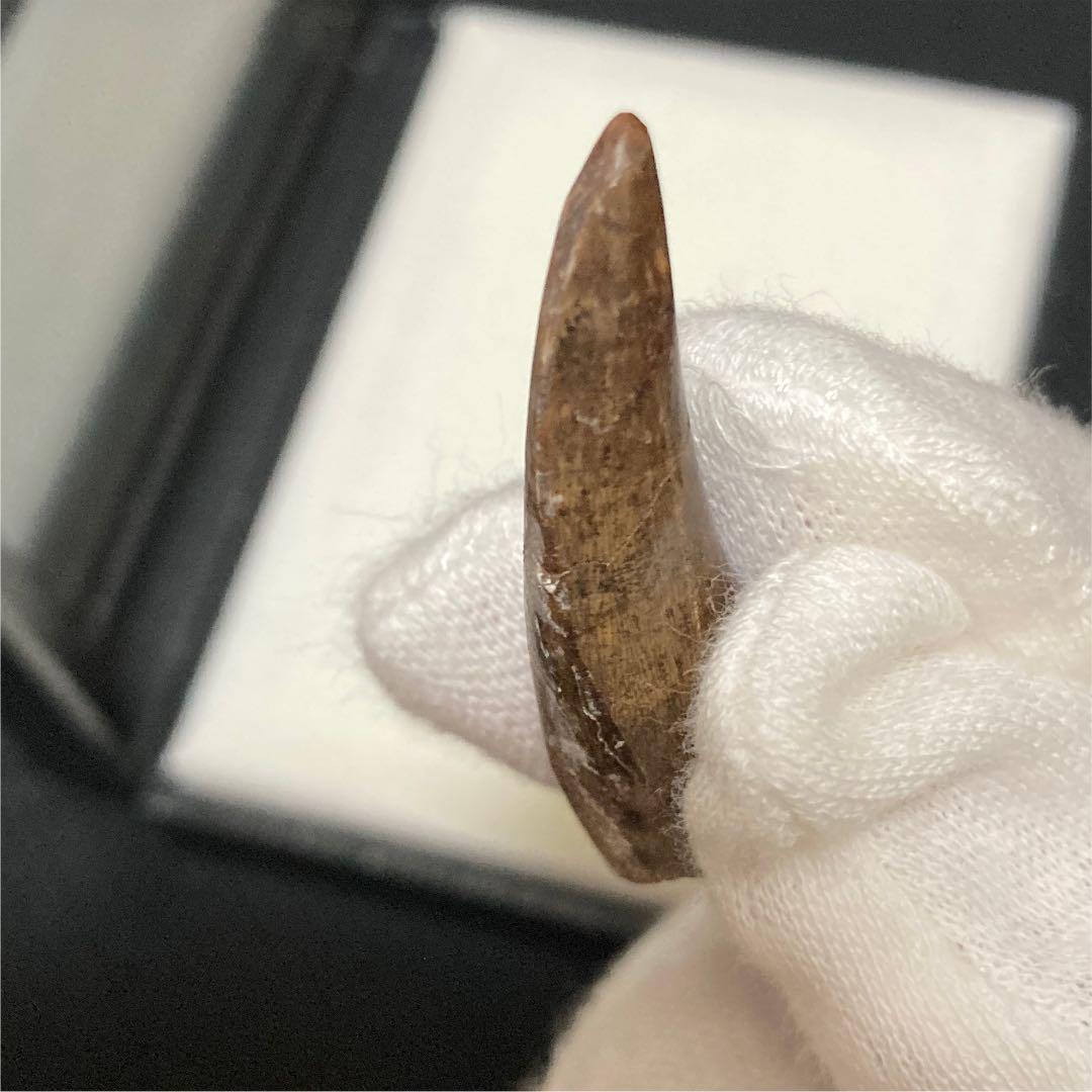 Is this a Gorgosaurus tooth? - Fossil ID - The Fossil Forum