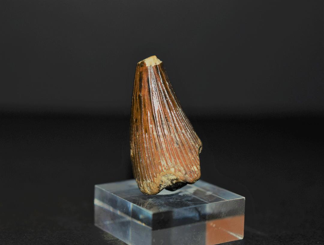 Is this a Liopleurodon tooth? - Fossil ID - The Fossil Forum