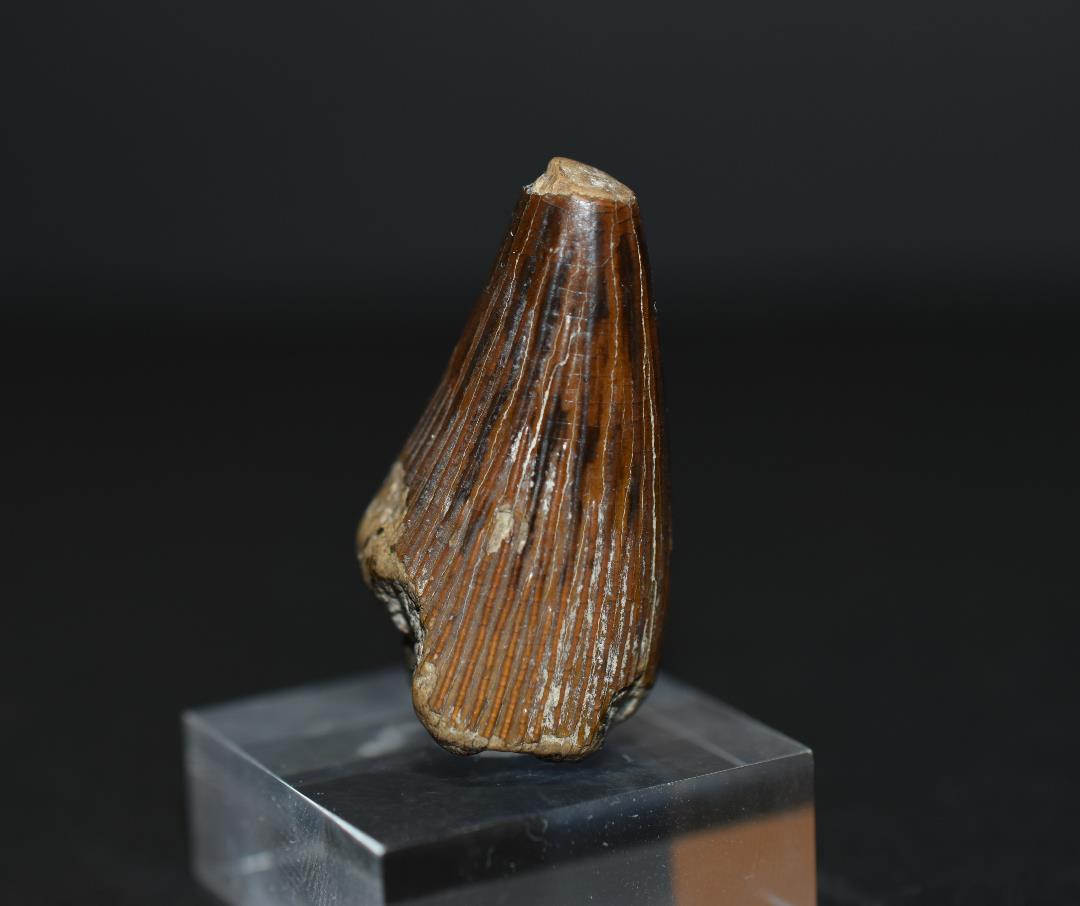 Is this a Liopleurodon tooth? - Fossil ID - The Fossil Forum