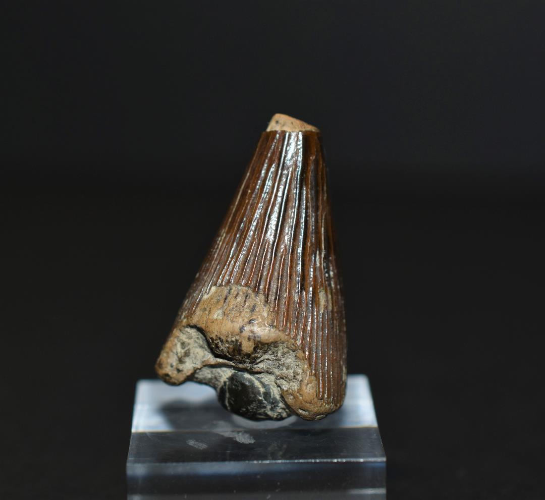 Is this a Liopleurodon tooth? - Fossil ID - The Fossil Forum