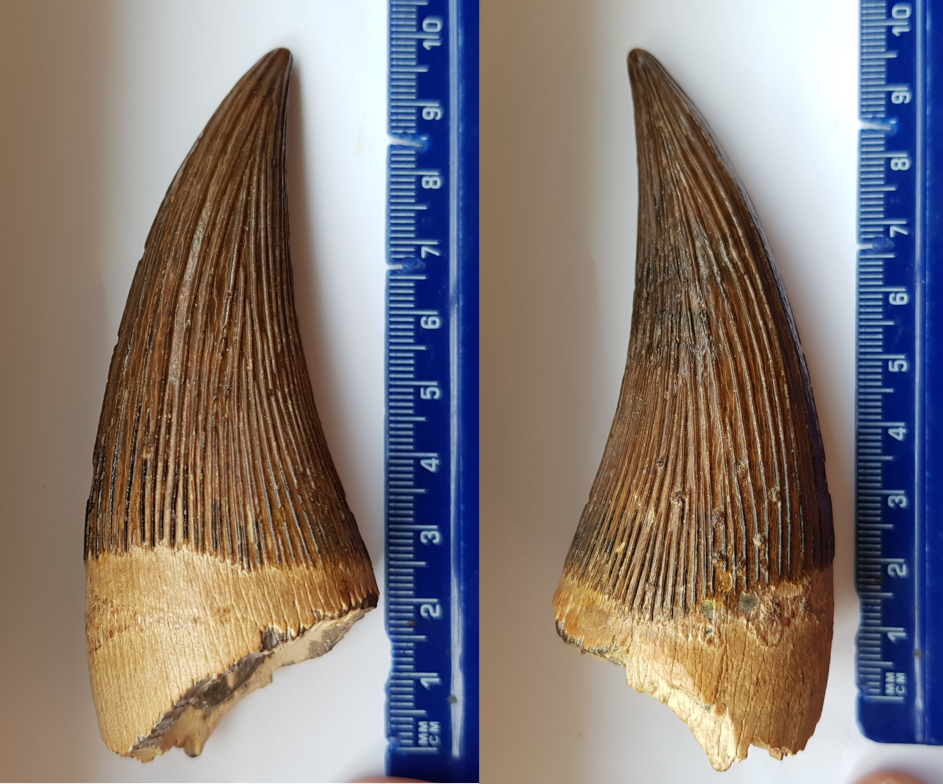 Pliosaurus tooth? - Fossil ID - The Fossil Forum