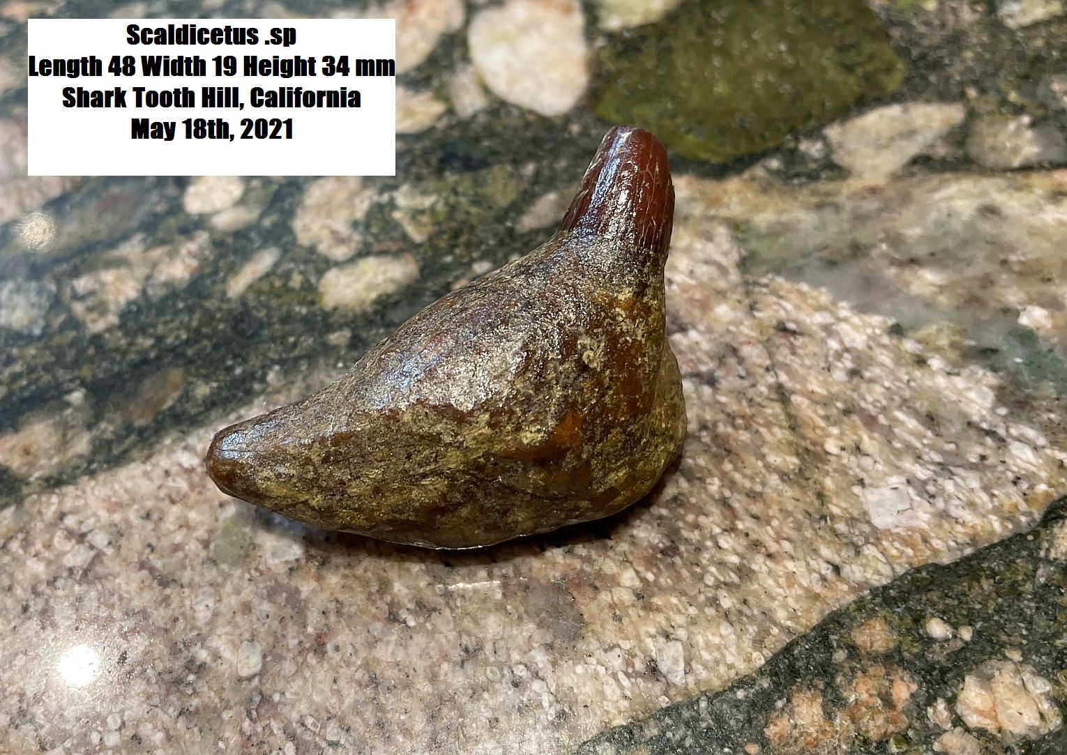 ID please and thank you! - Fossil ID - The Fossil Forum